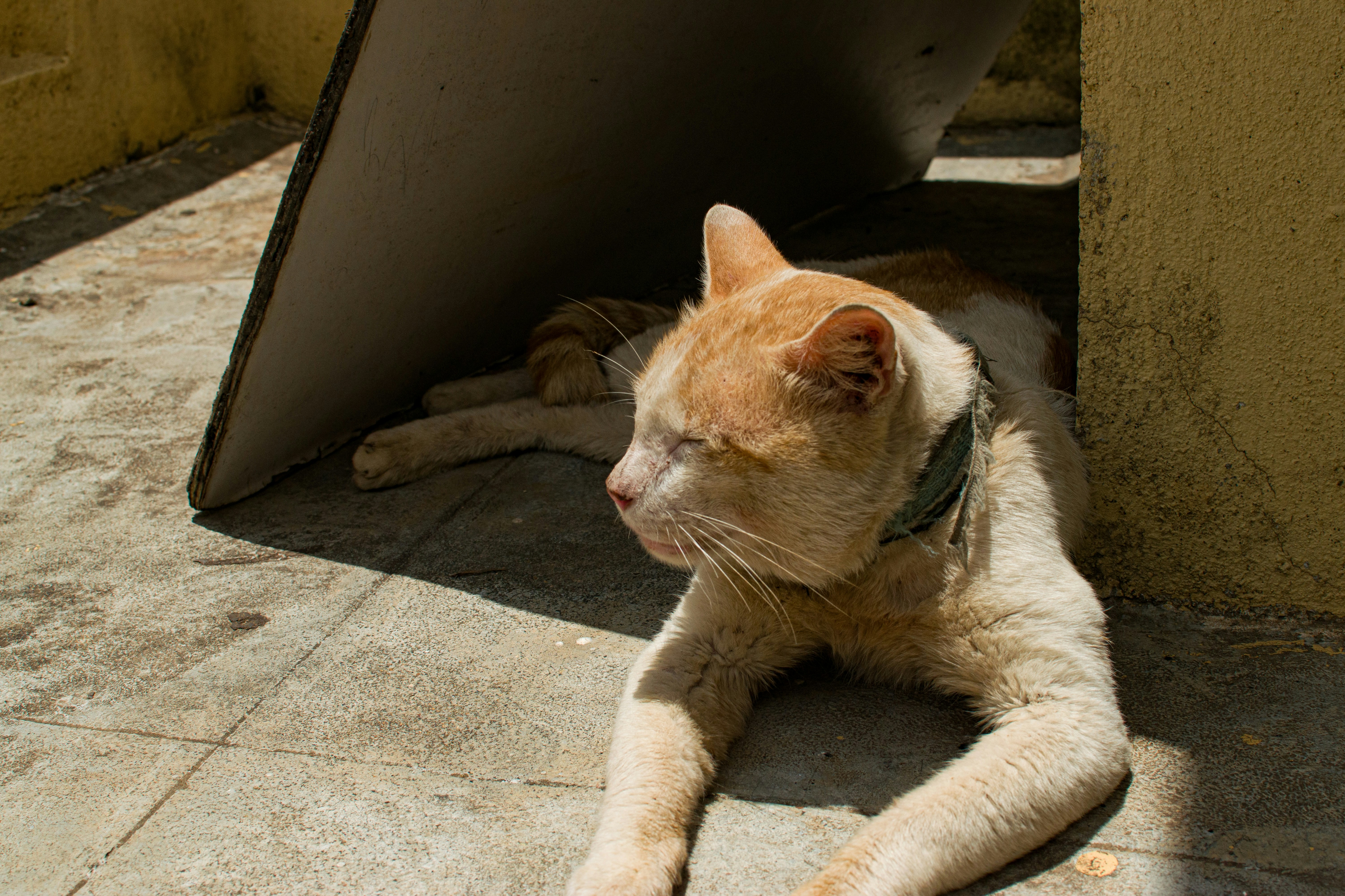 Sunlit Cat in a Quiet Corner under a Slanted Panel