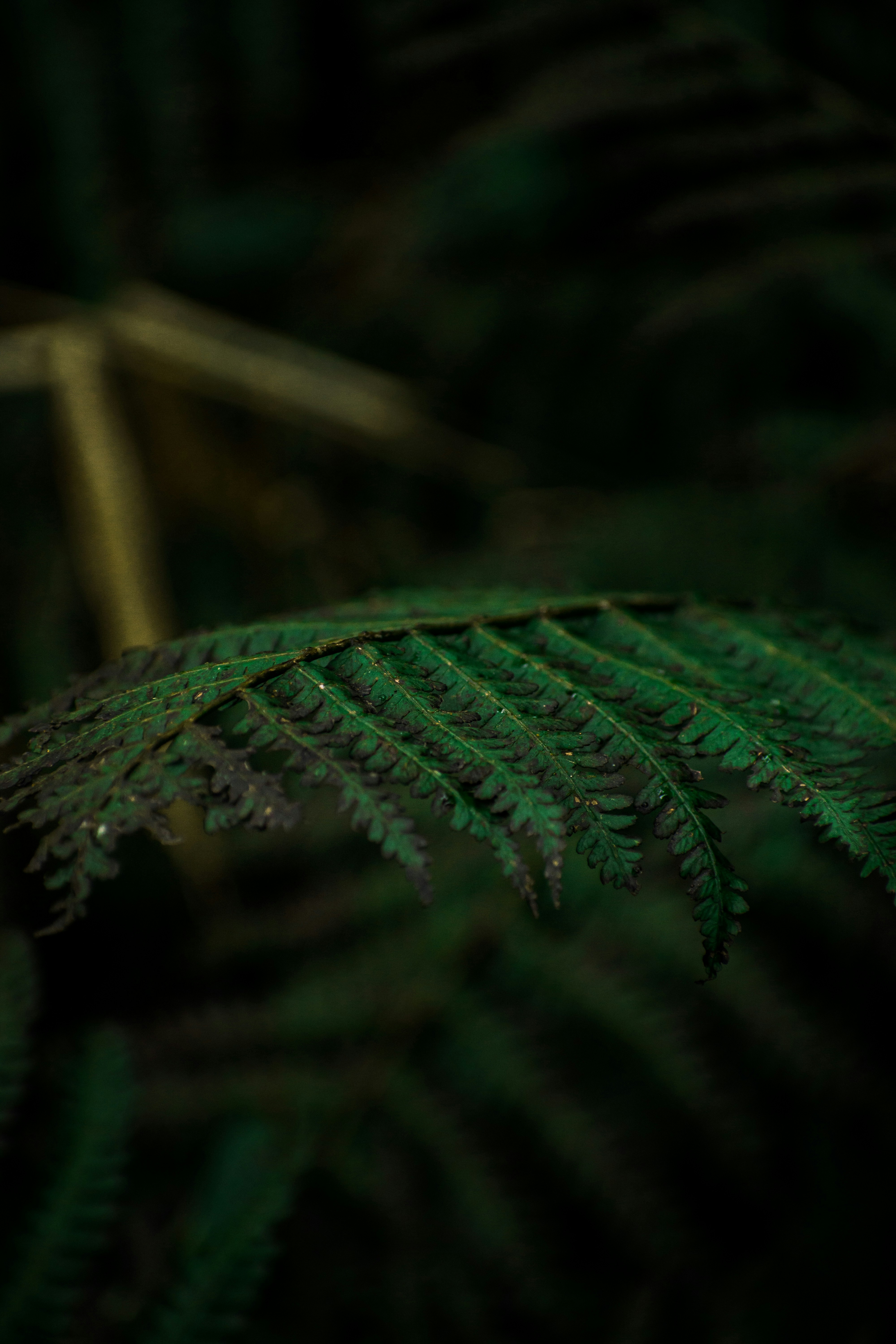 Fronds in Focus: A Dark Green Fern Rests in Shaded Silence