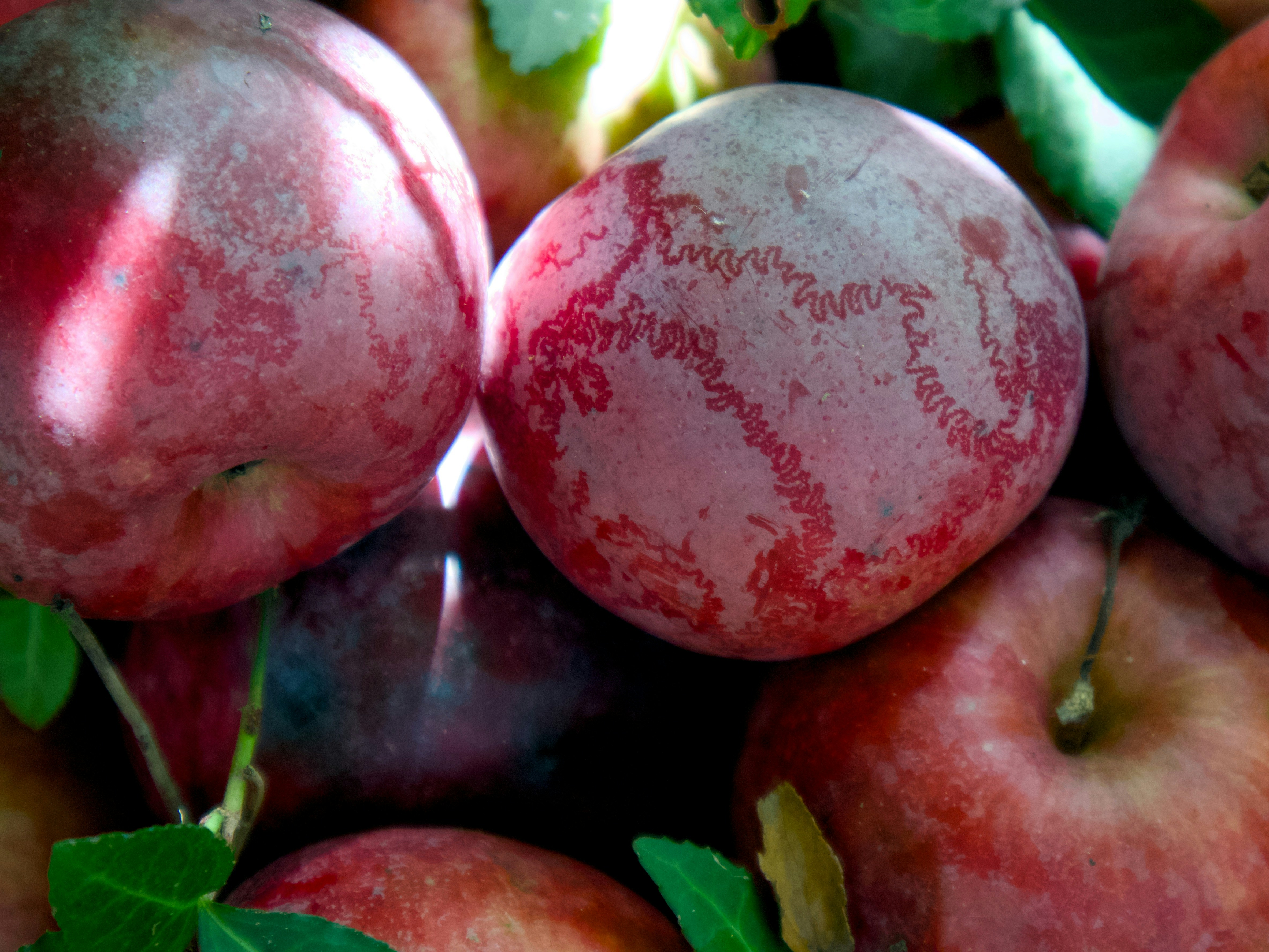 Red-veined Apple Mosaic: Close-Up of Blossoming Fruit Surface