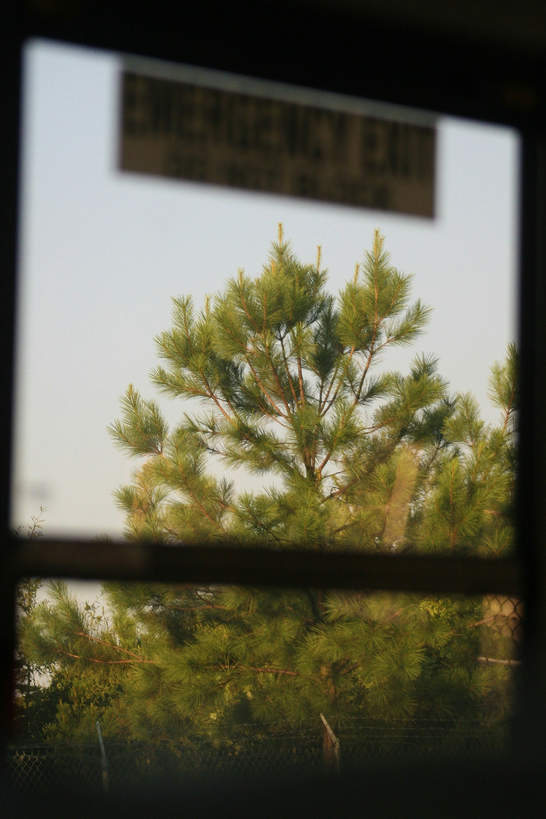 Pine Tree Framed by a Car Window
