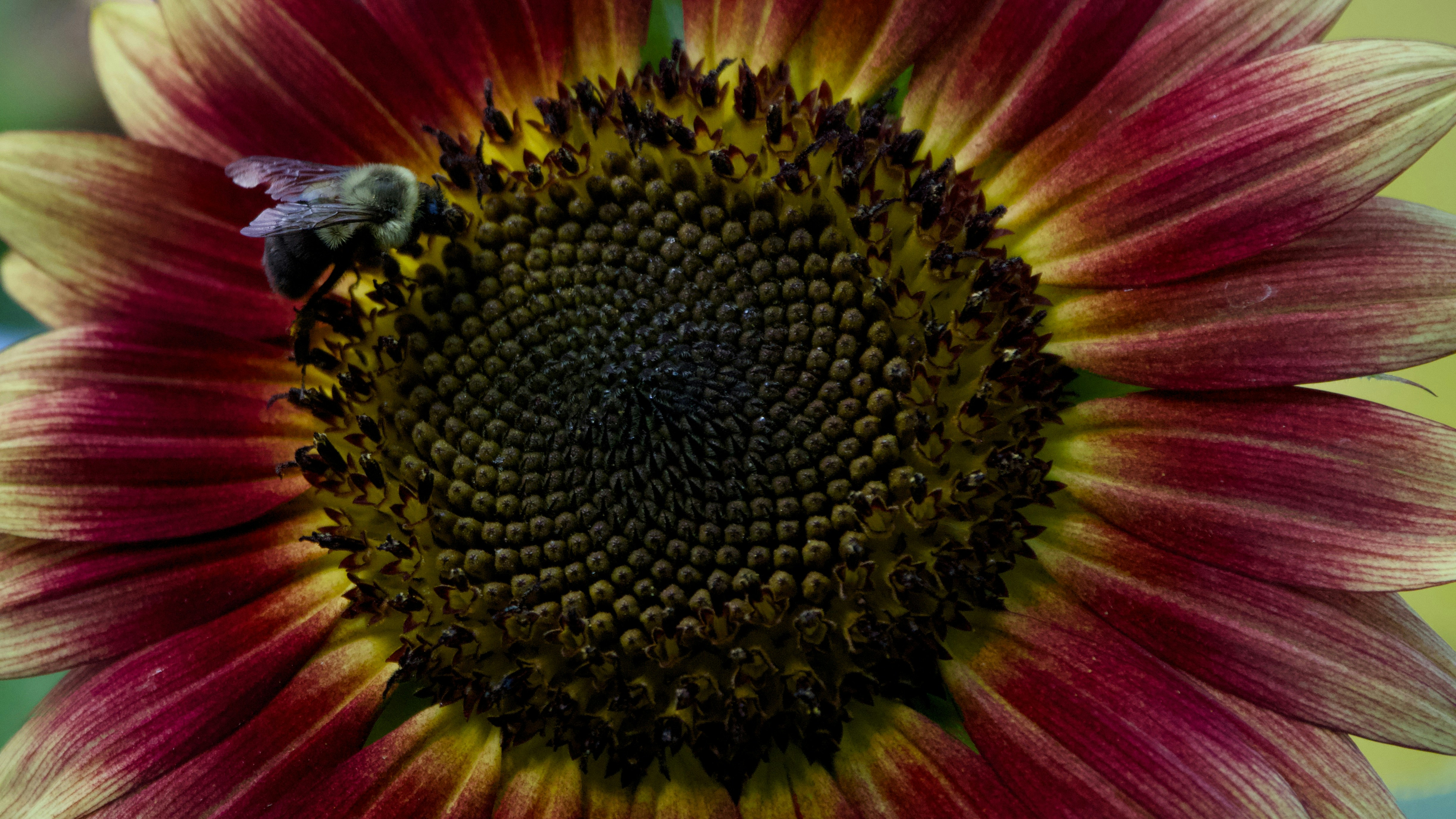 Buzzing at the Bloom: A Macro Moment on Sunflower Receptacle