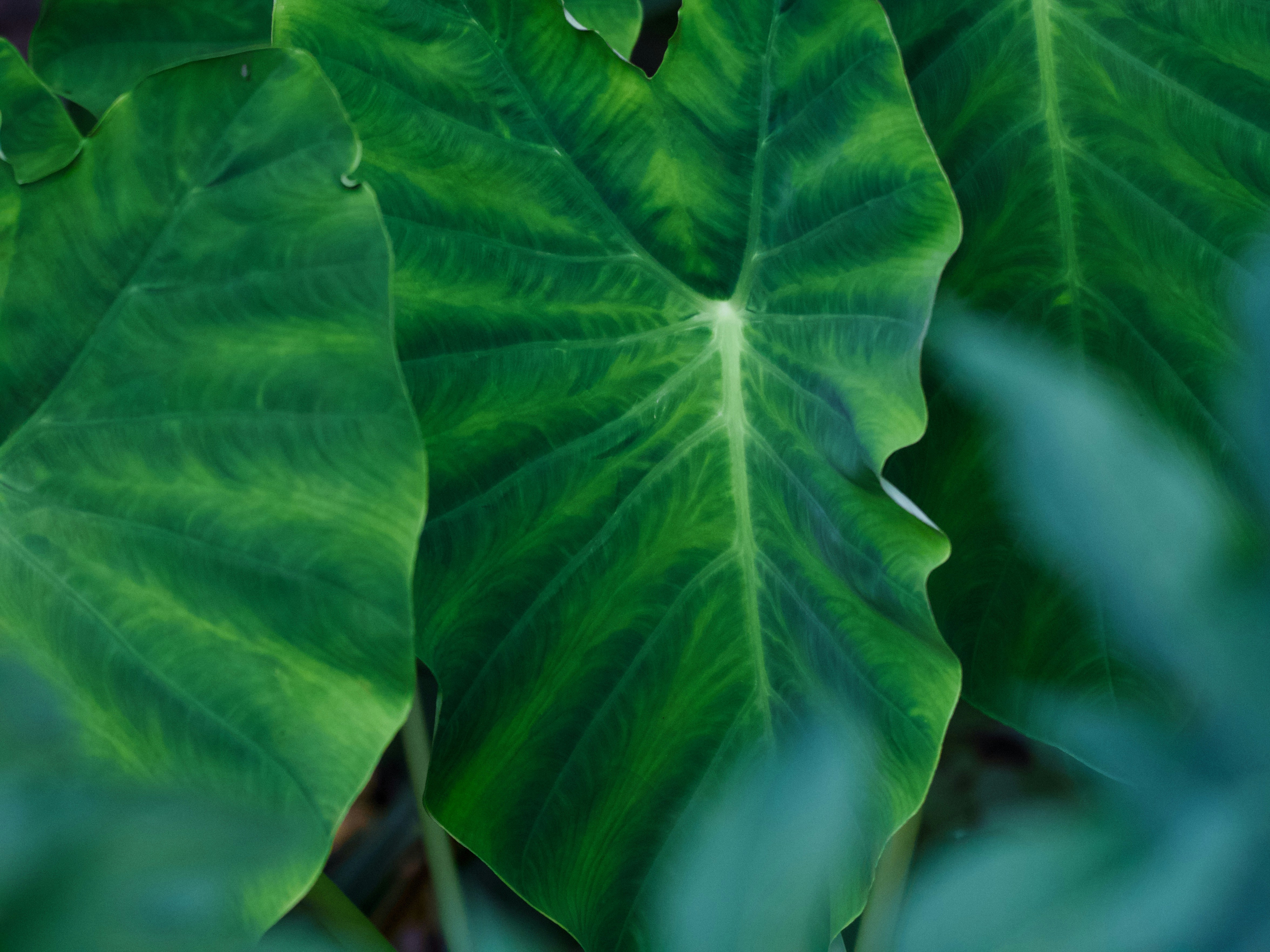 Emerald Veins: Close-Up of Leaf Network Framed by Subtle Depth