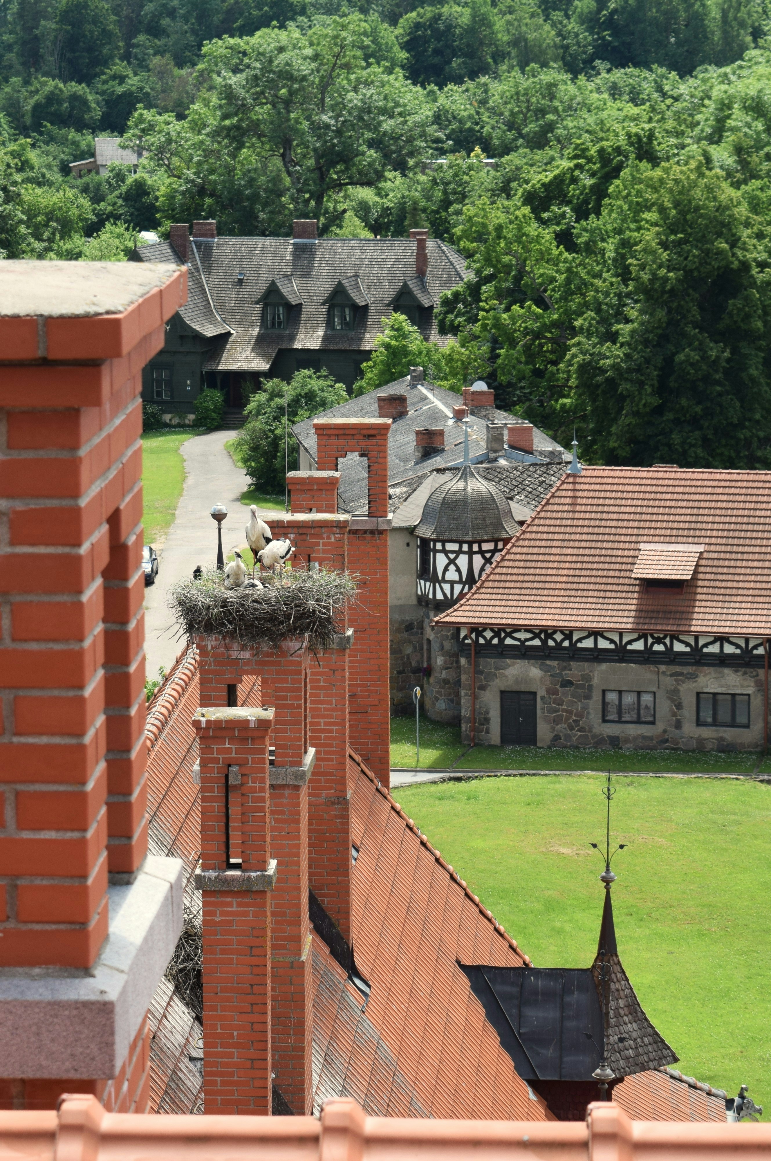 Nest on the Chimney: A Peregrine Moment Above Red Tile Roofs