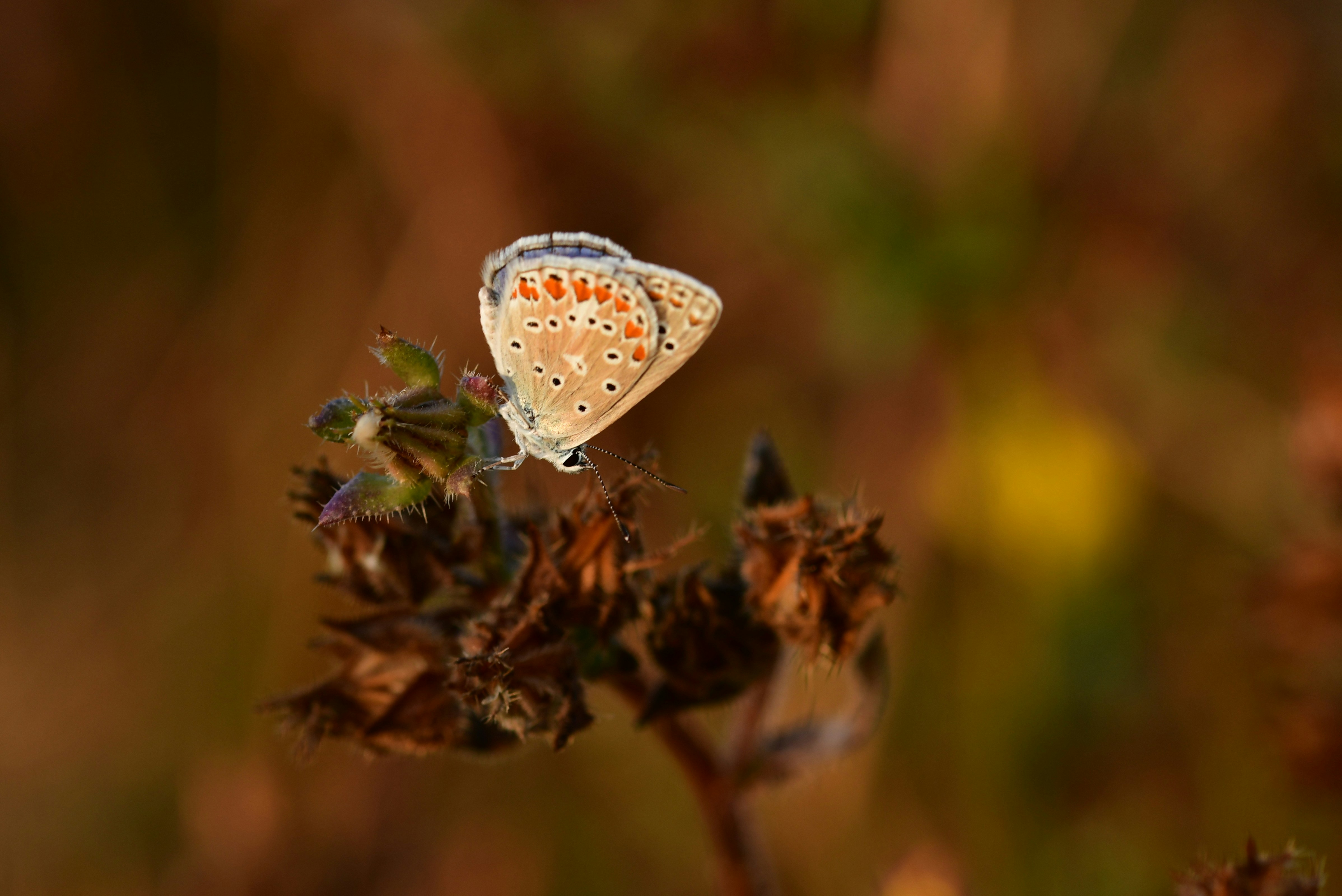 Delicate Blue-Orange Mothwing: a butterfly perched on dried petals