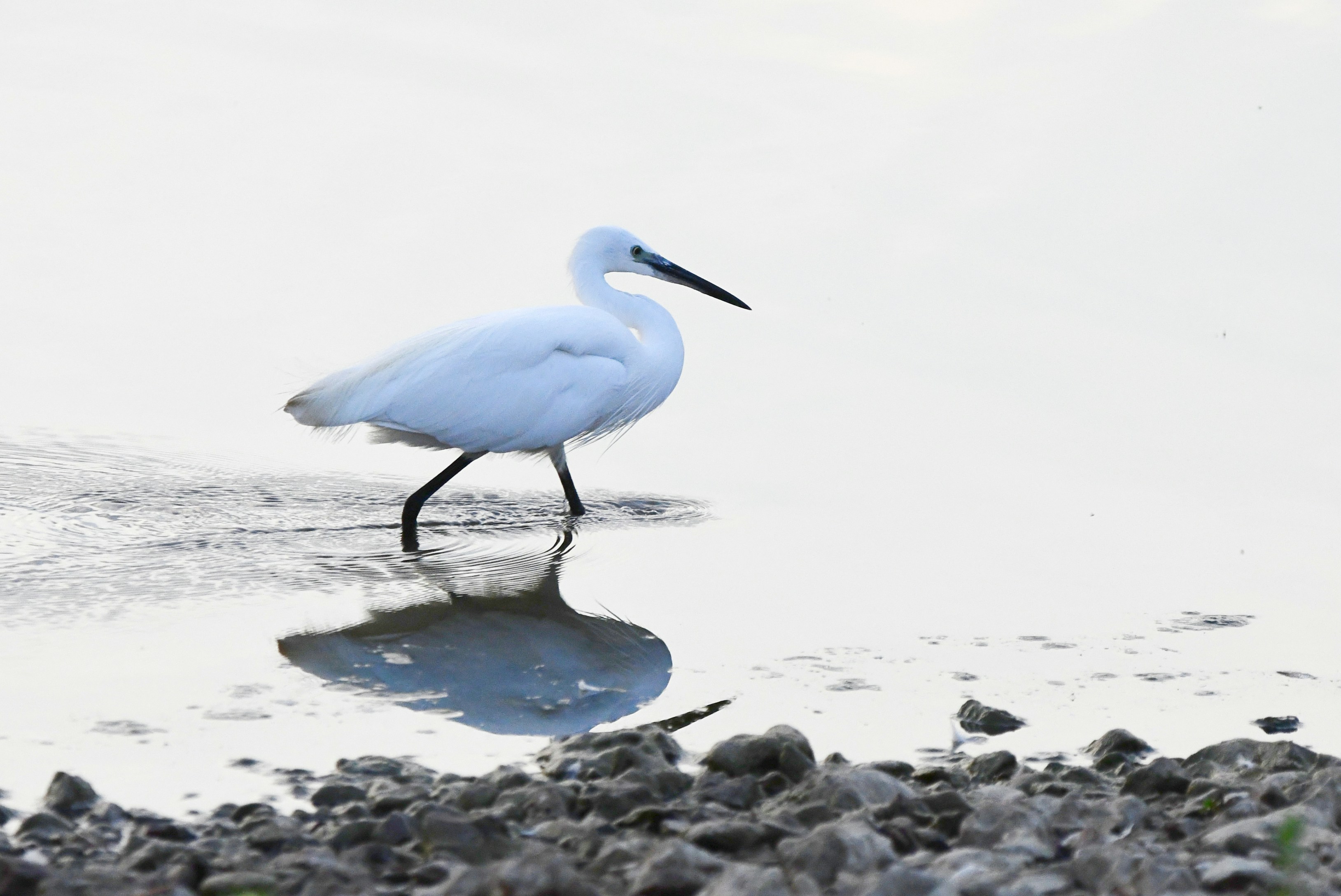 White egret on shallow reflective shore crossing from pebbled edge