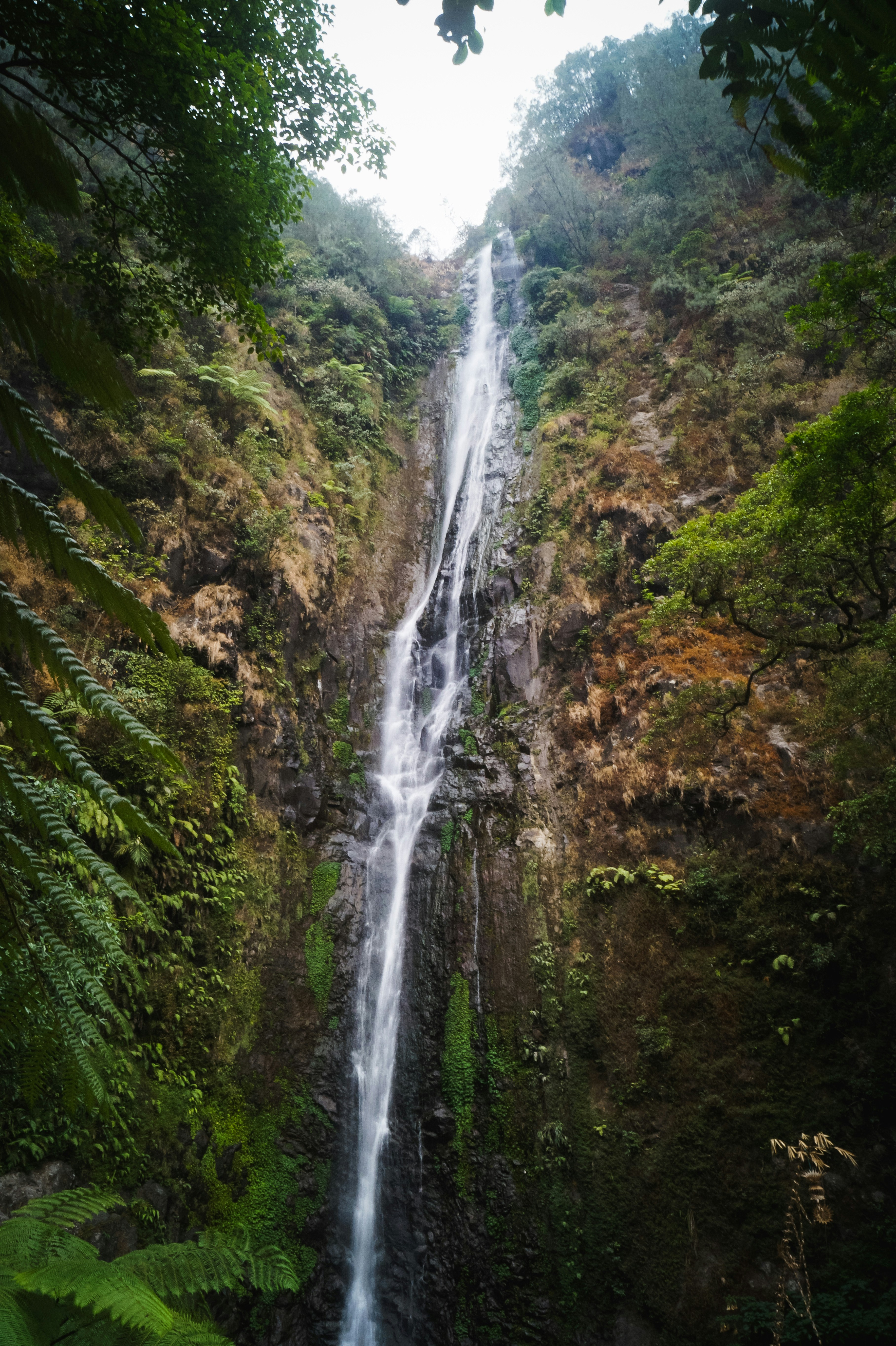 Vertical Veil: A Narrow Cascade Surging Between Mossy Walls