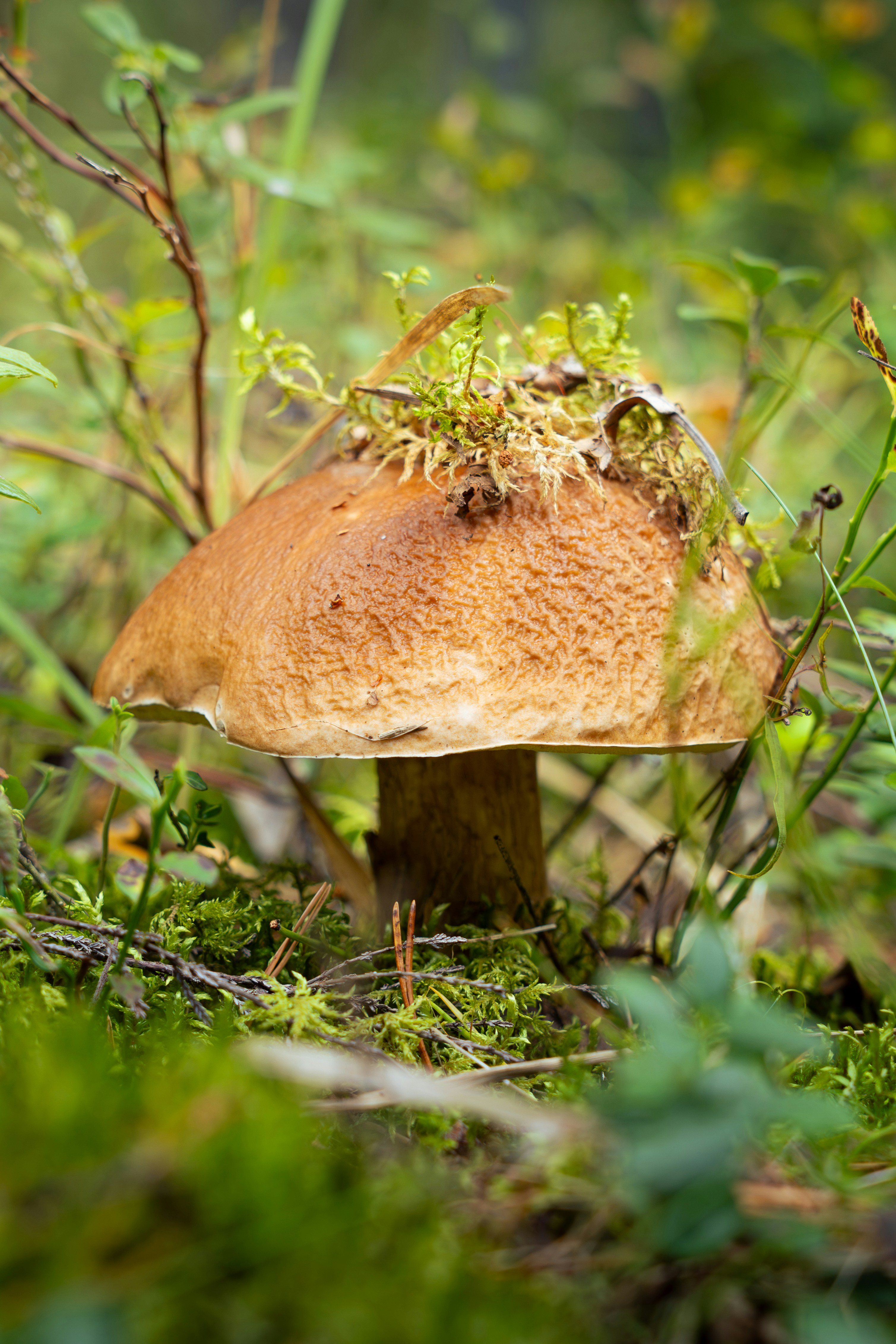 Forest floor Cap: A solitary mushroom crowned with moss amid green undergrowth
