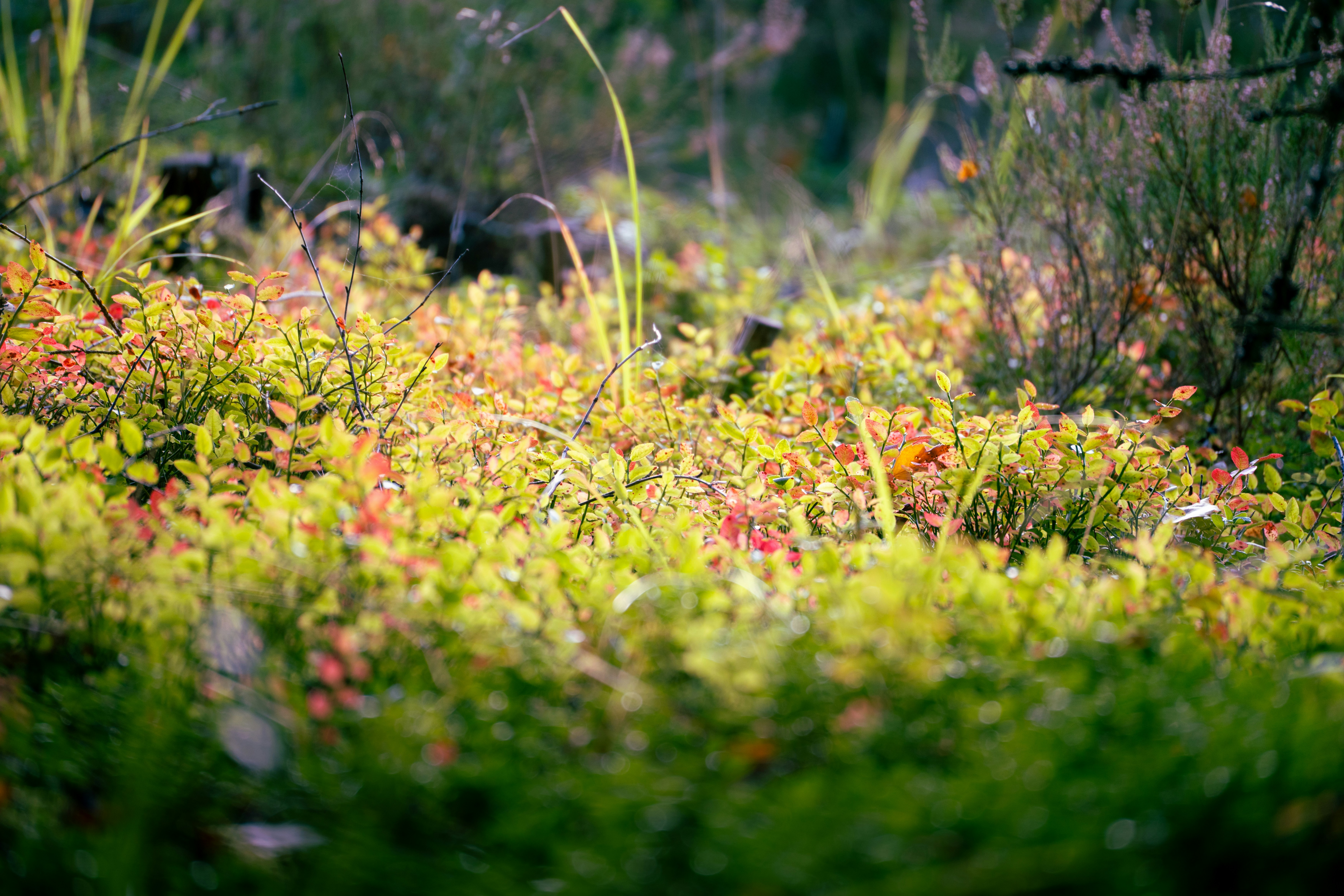 Sunlit groundcover in a sun-dappled meadow