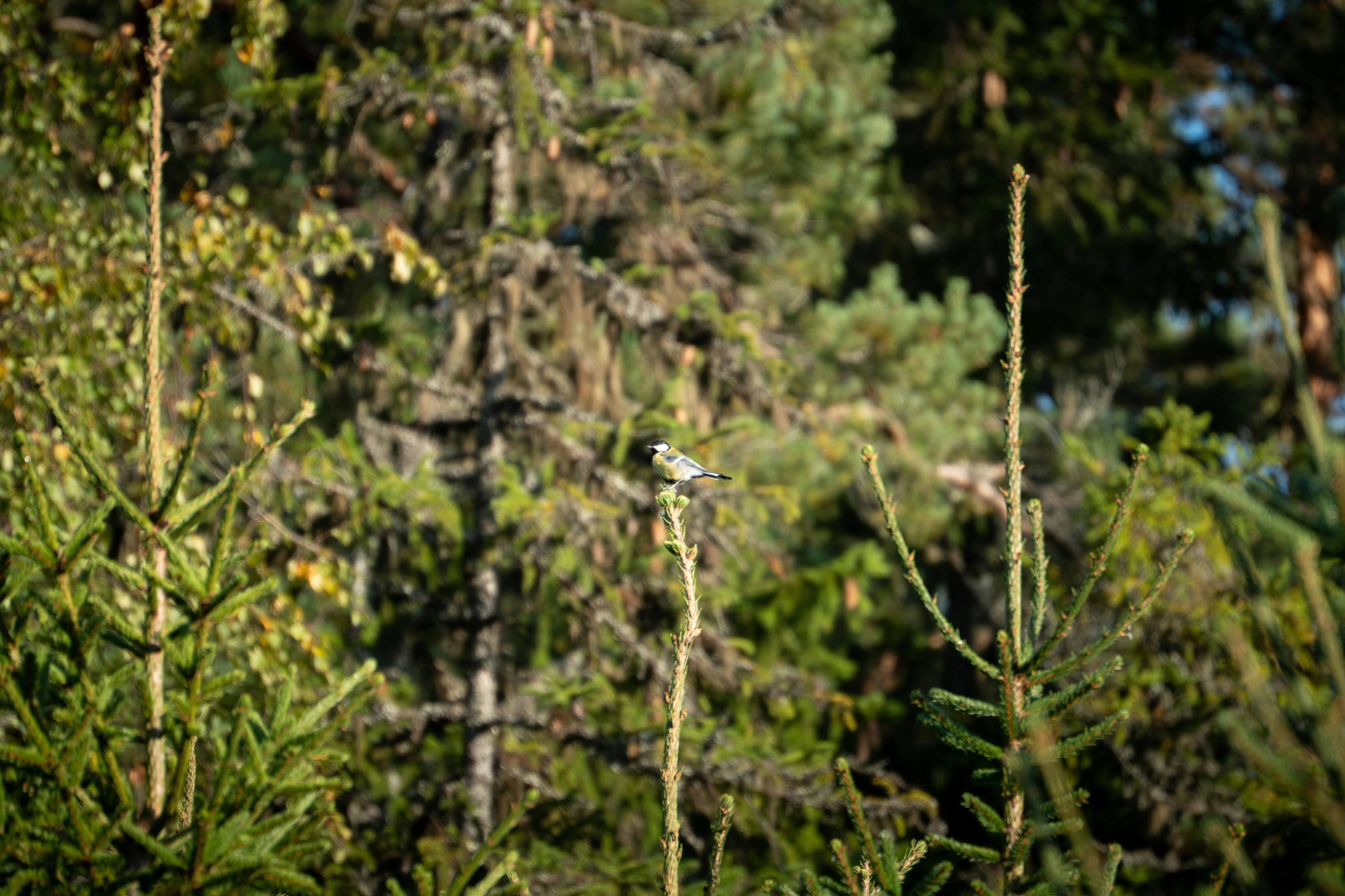 Sentry in the Pines: A lone bird perched atop a slender stem amid a dense spruce backdrop