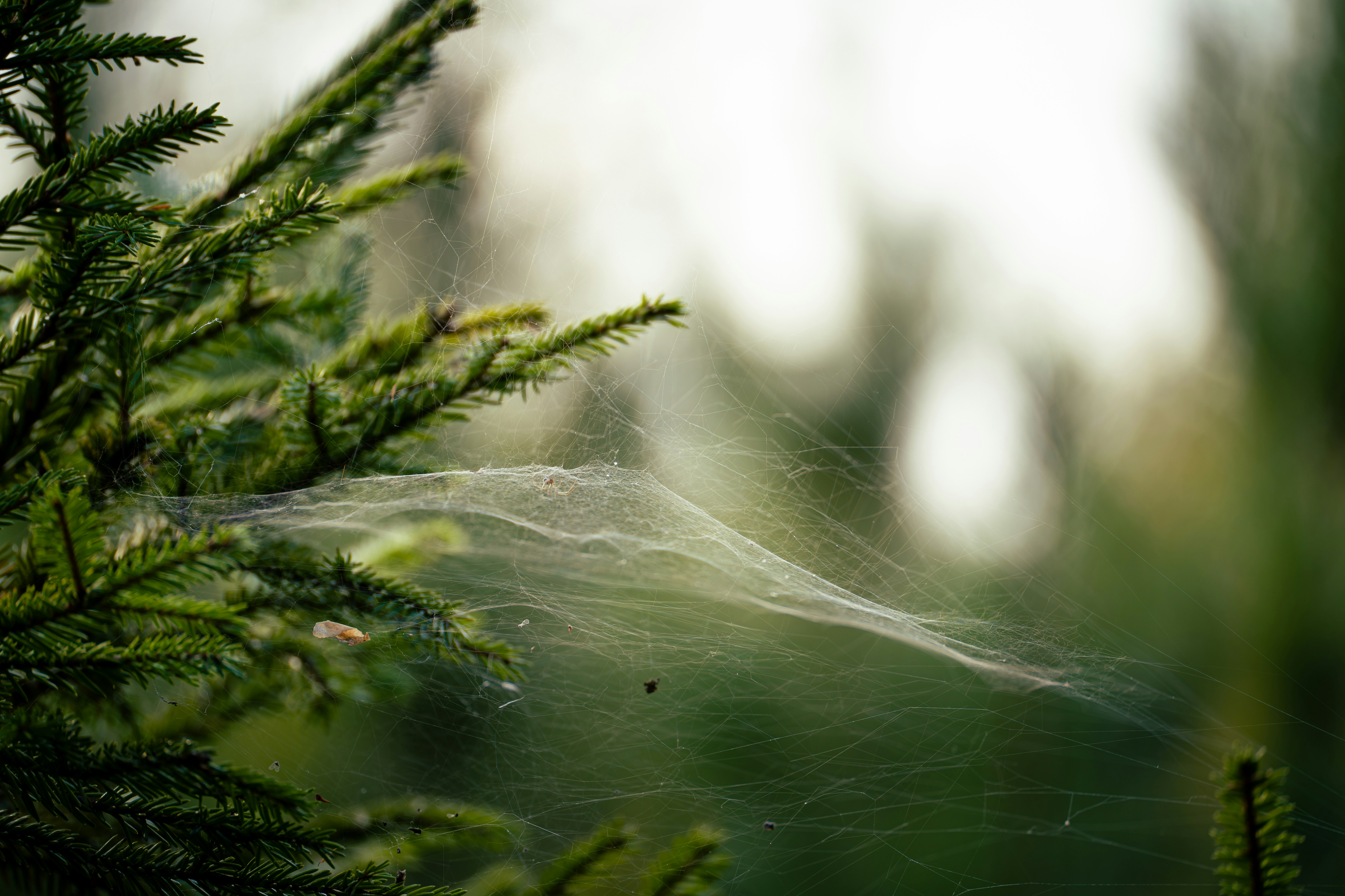 Gossamer Threads: A Quiet Web Span Between Pine Boughs