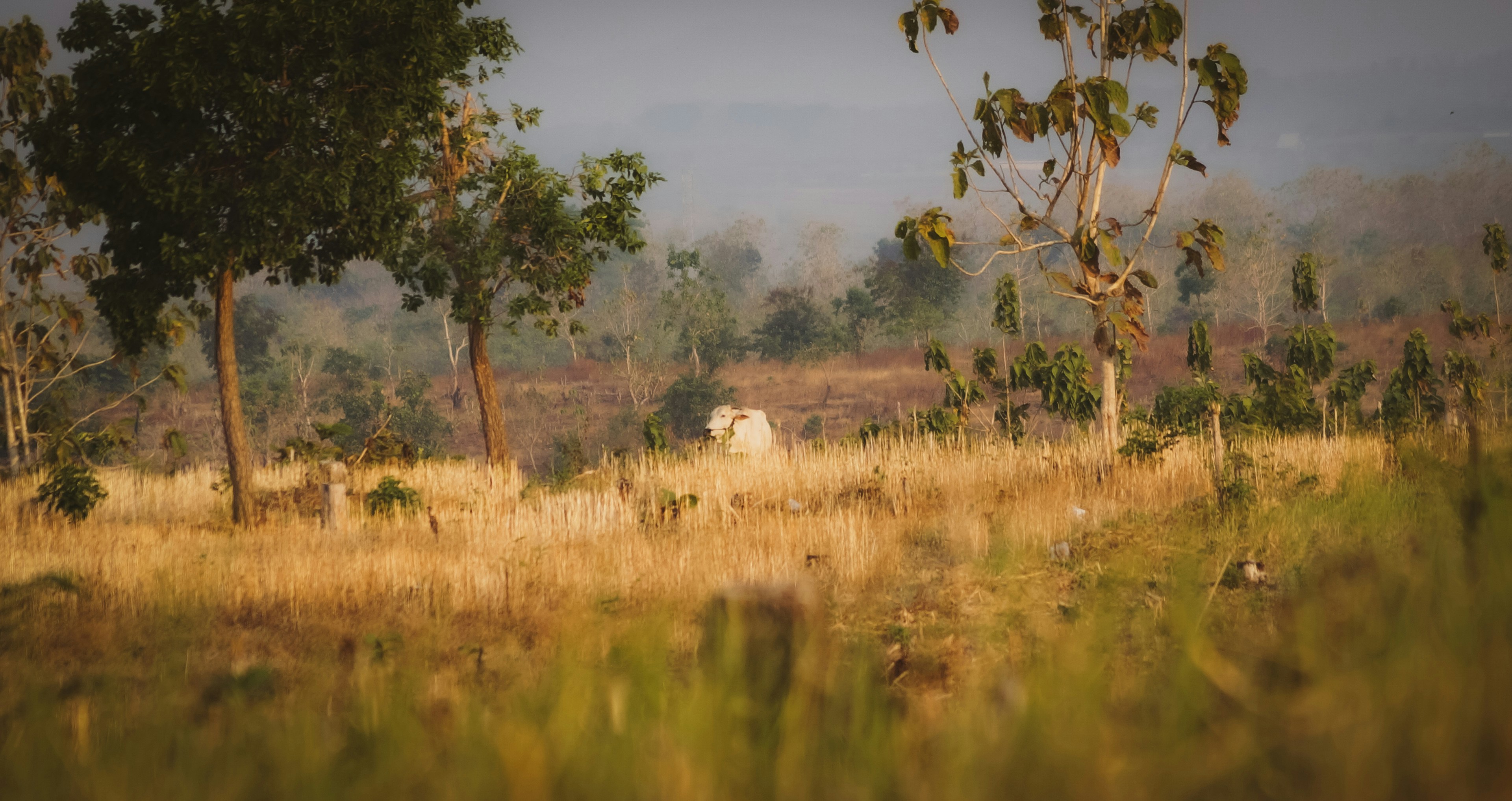 Lonely White Structure Amid Open Grasslands at Dawn