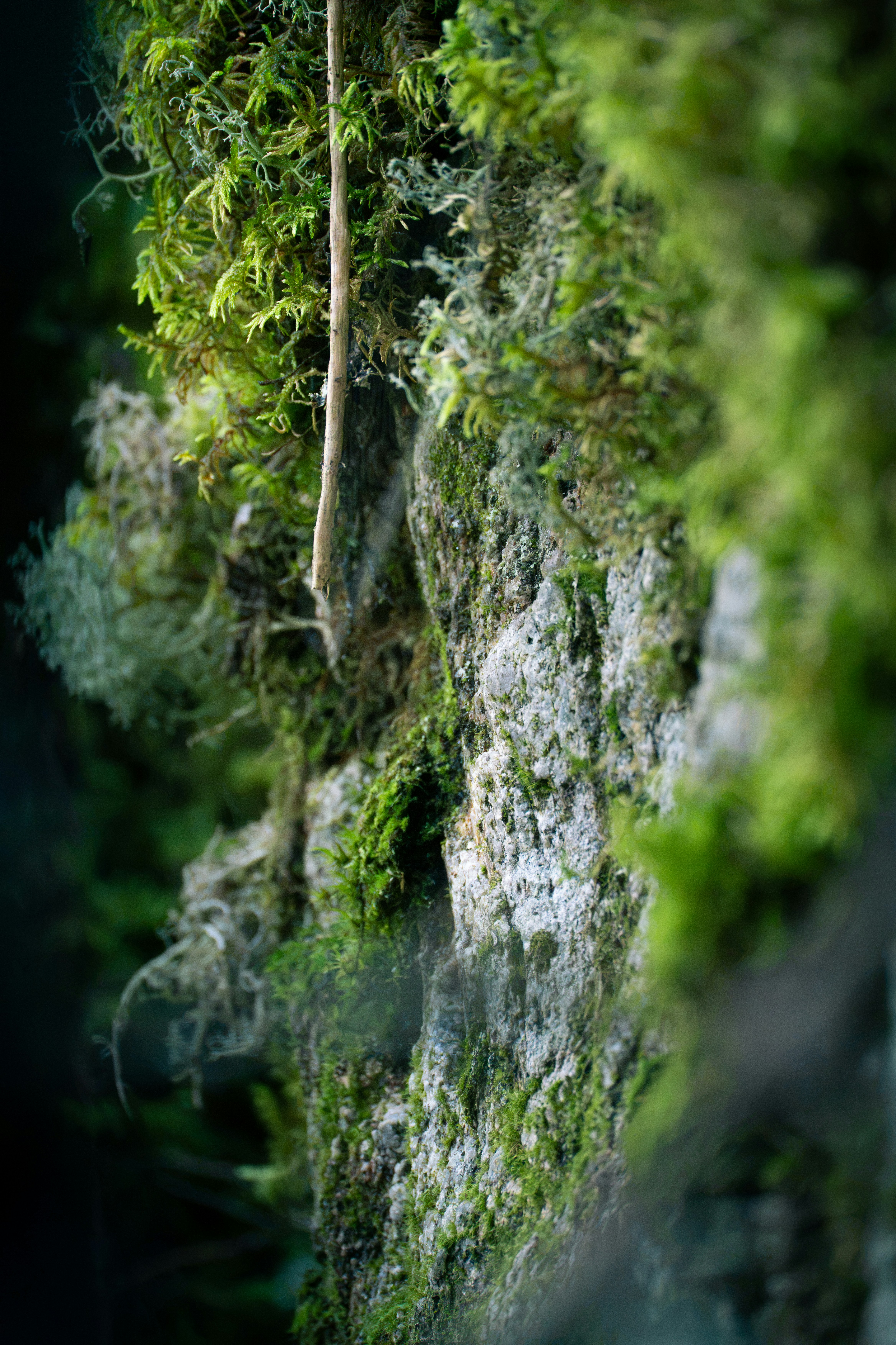 Moss-Cailed Cliff: A Quiet Verge of Green and Stone