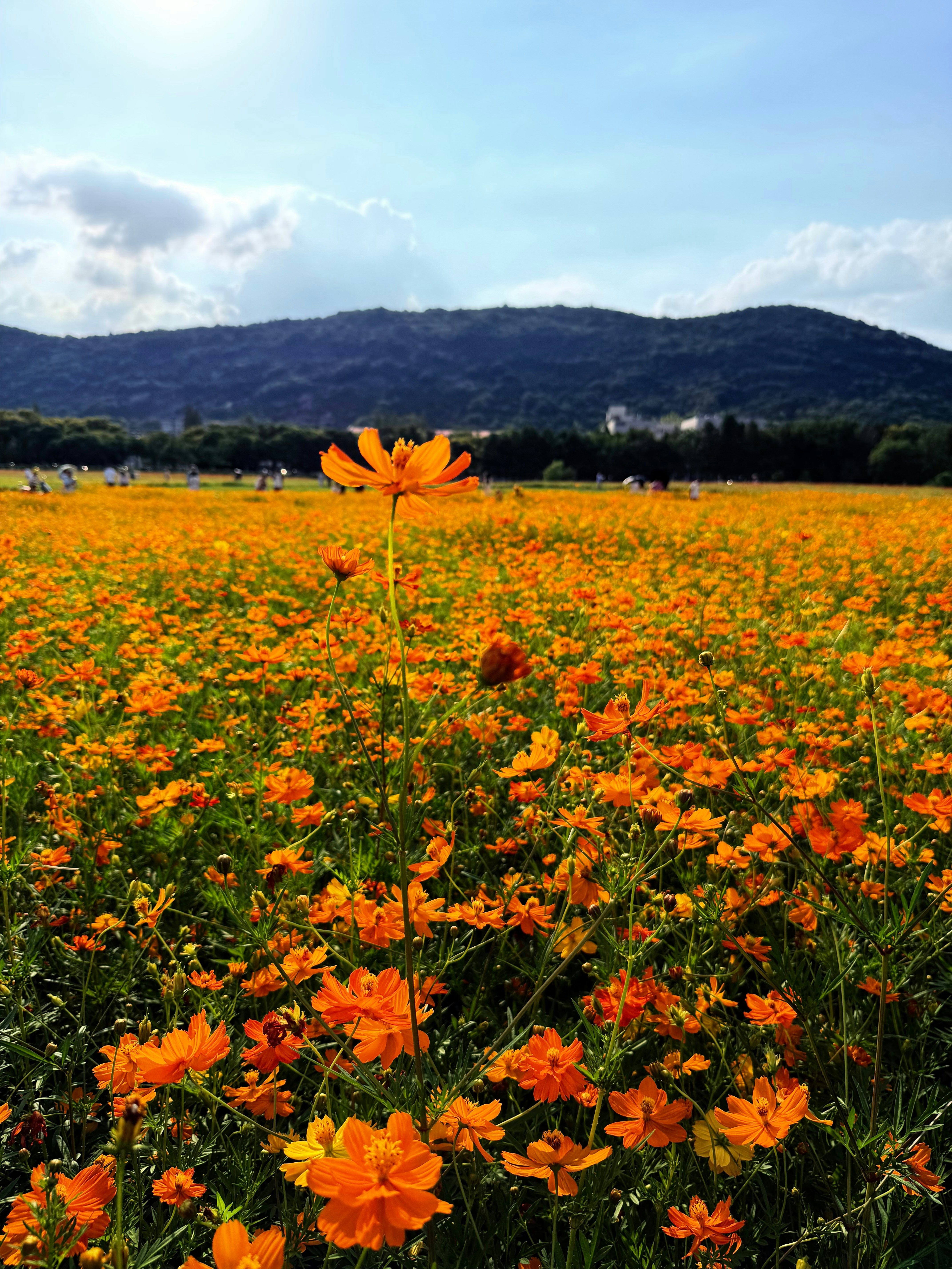 Vibrant field of orange flowers stretches toward distant hills under a bright sky.