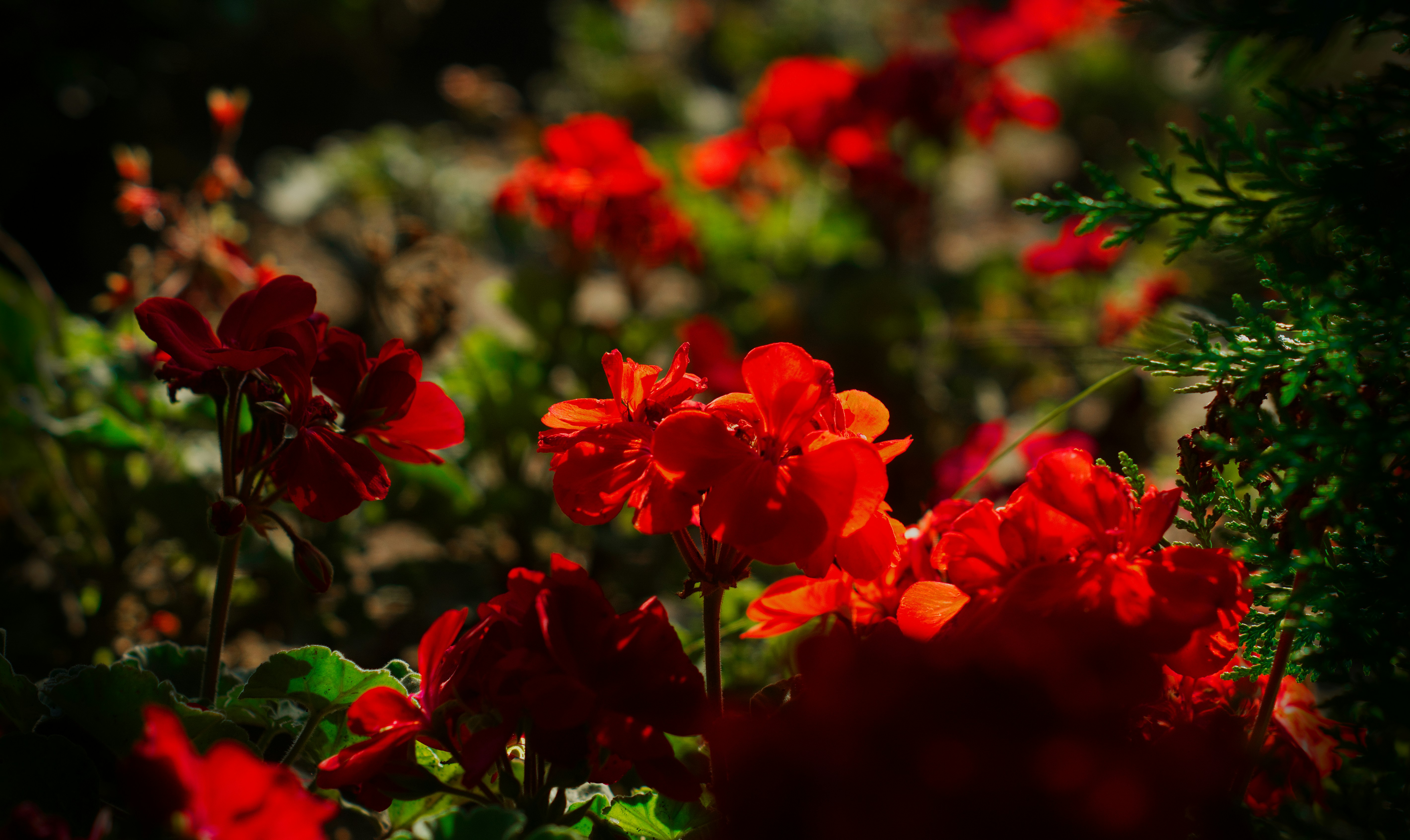 Crimson Blooms in a Sunlit Patch