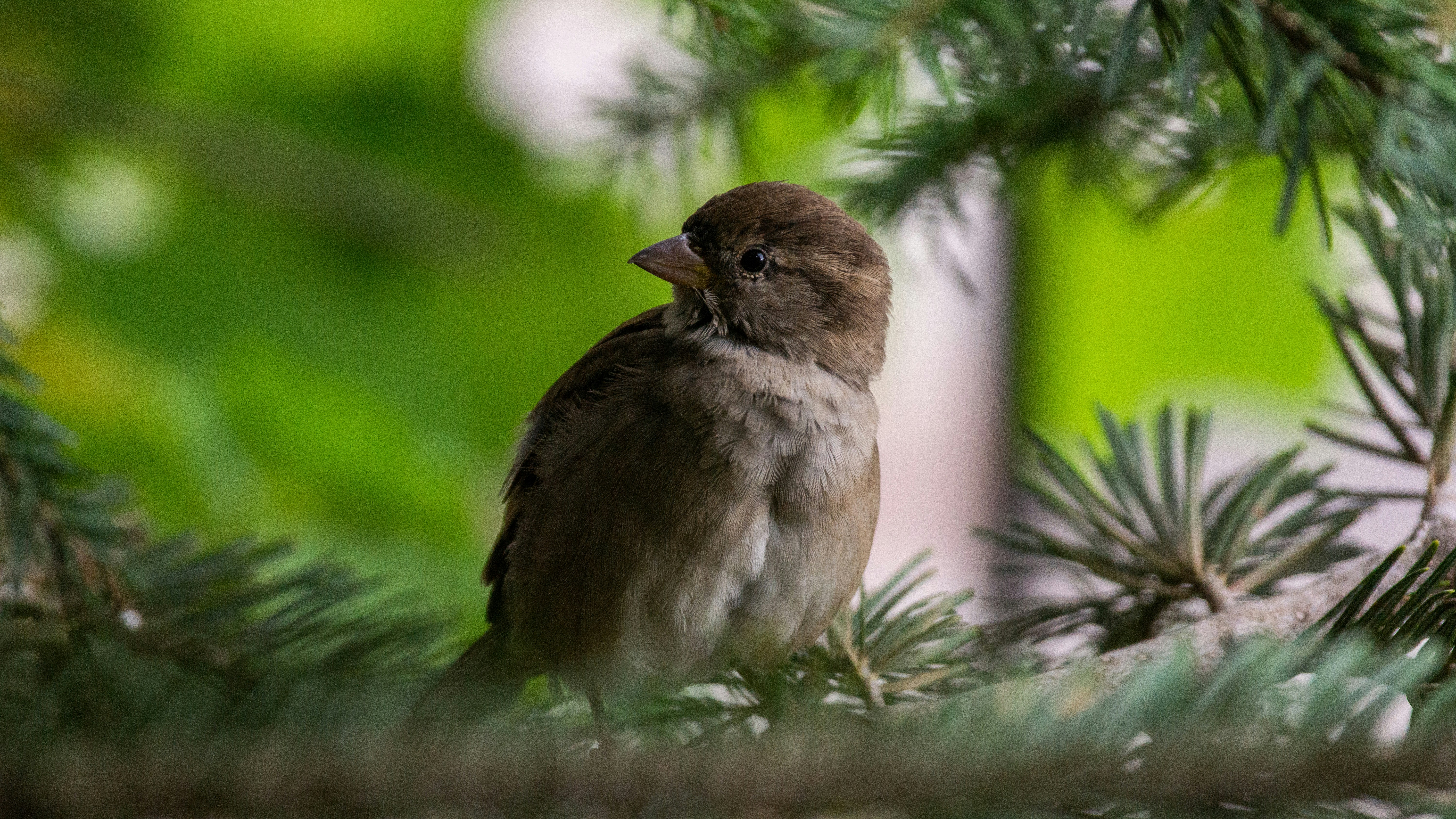 Tiny Warbler in a Needle-Leaf Frame