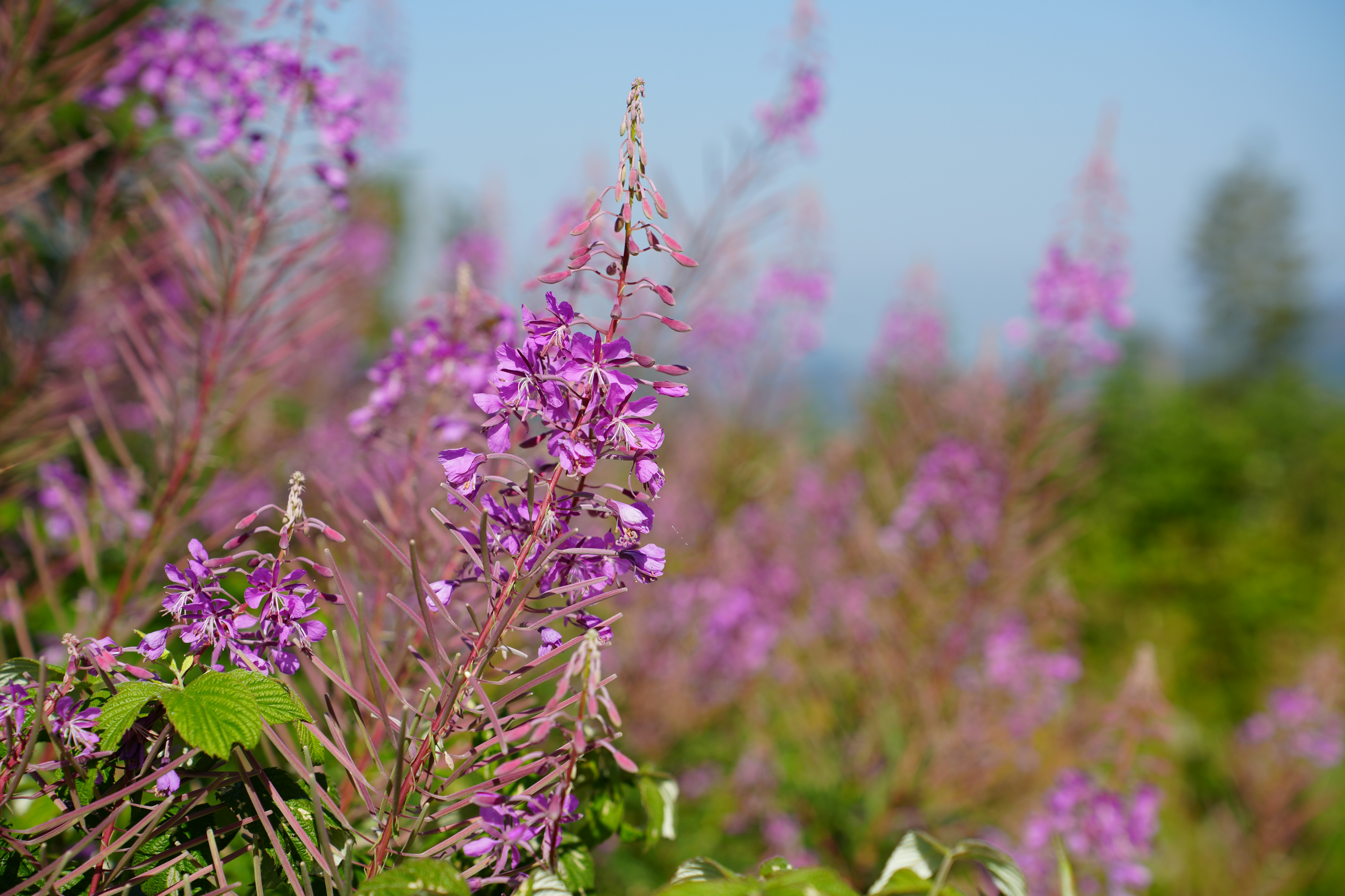 Purple Blooms in a Quiet Field: A Portrait of Gentle Depth