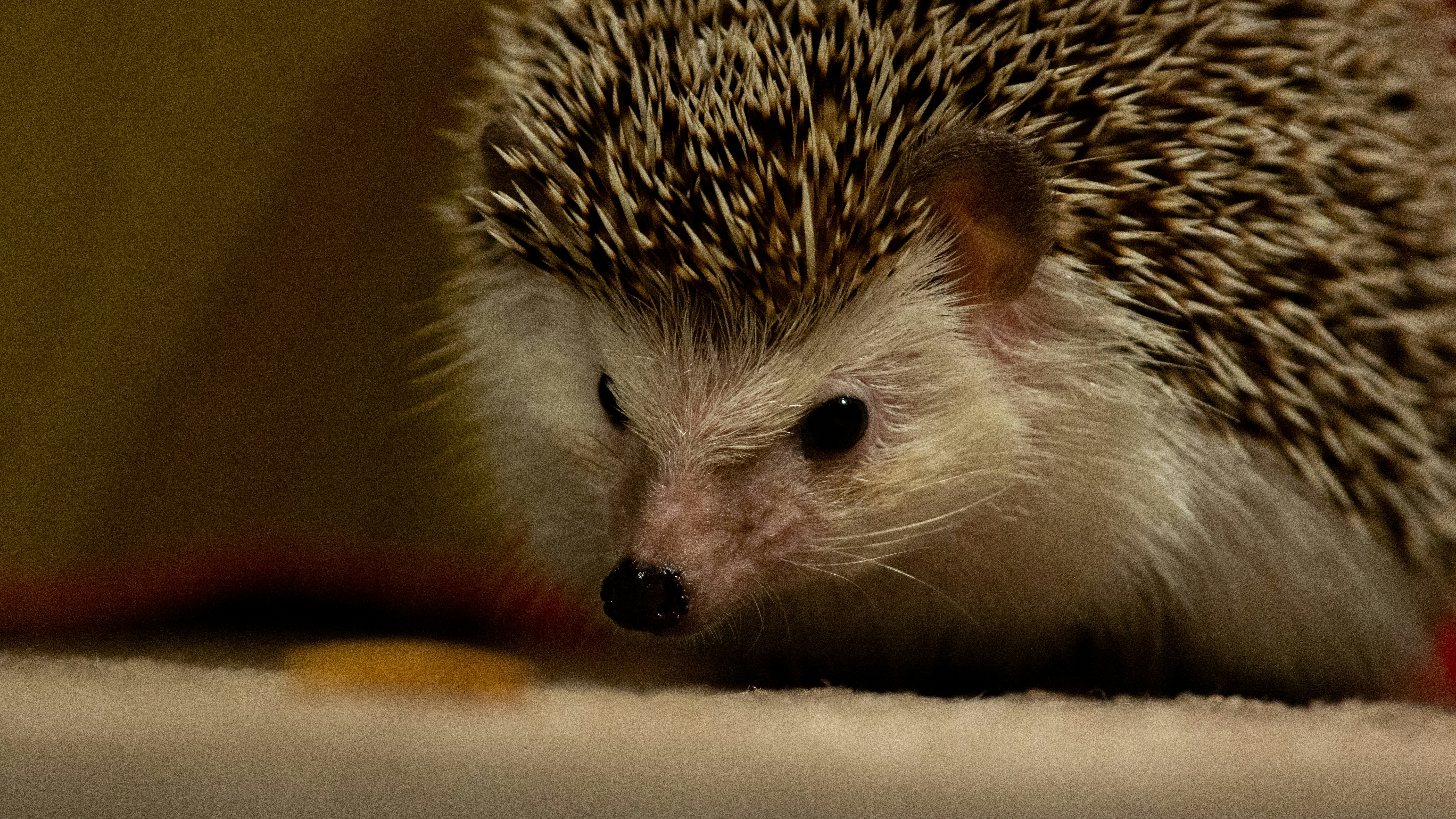 Close-up of a small hedgehog peering forward from a soft surface, with a dark nose and spines framing its face. A natural micro-scene focusing on the animal, likely for a cozy pet portrait.