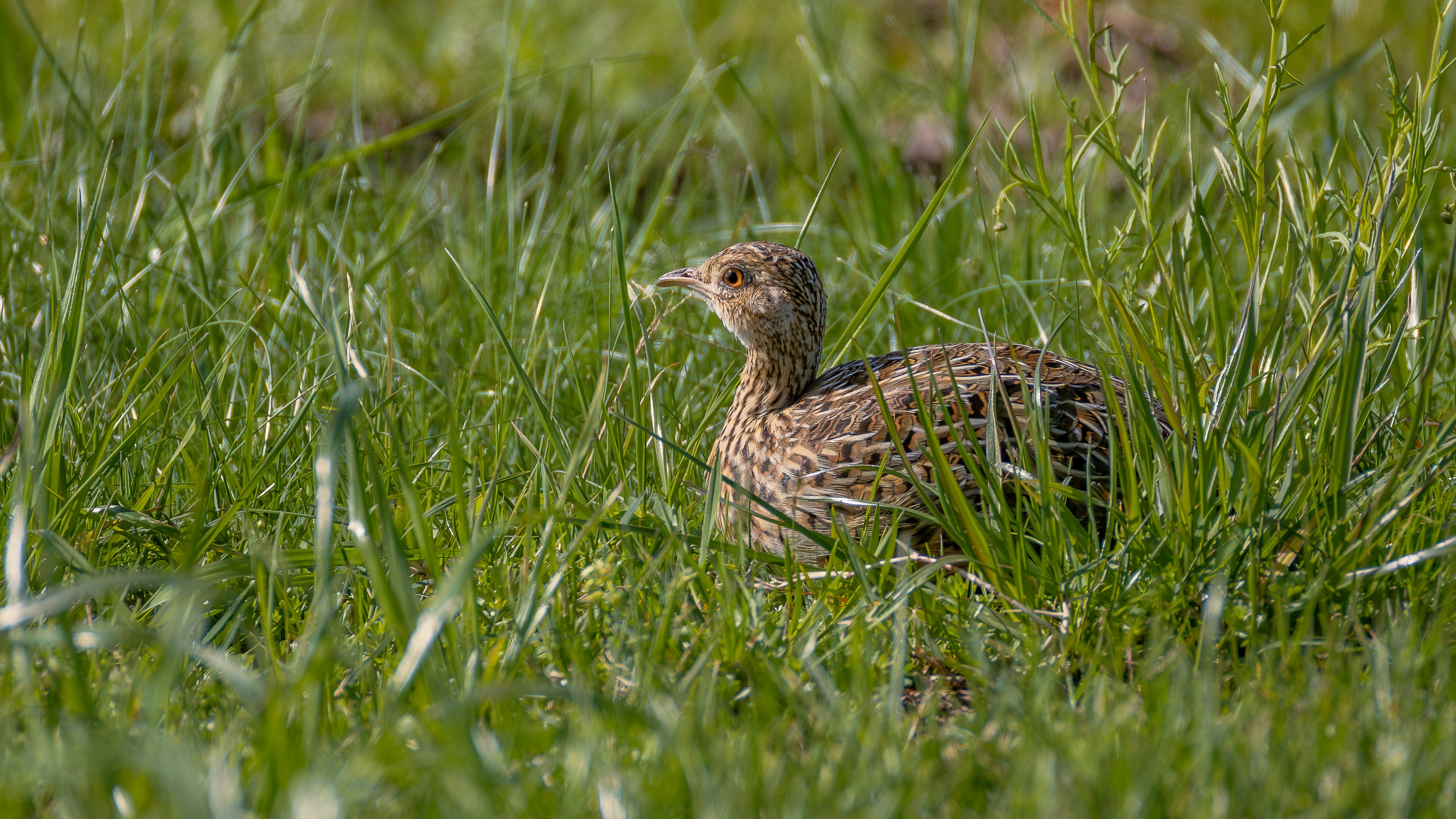 Hidden Marsh Wader: a cautious look from the tall grass
