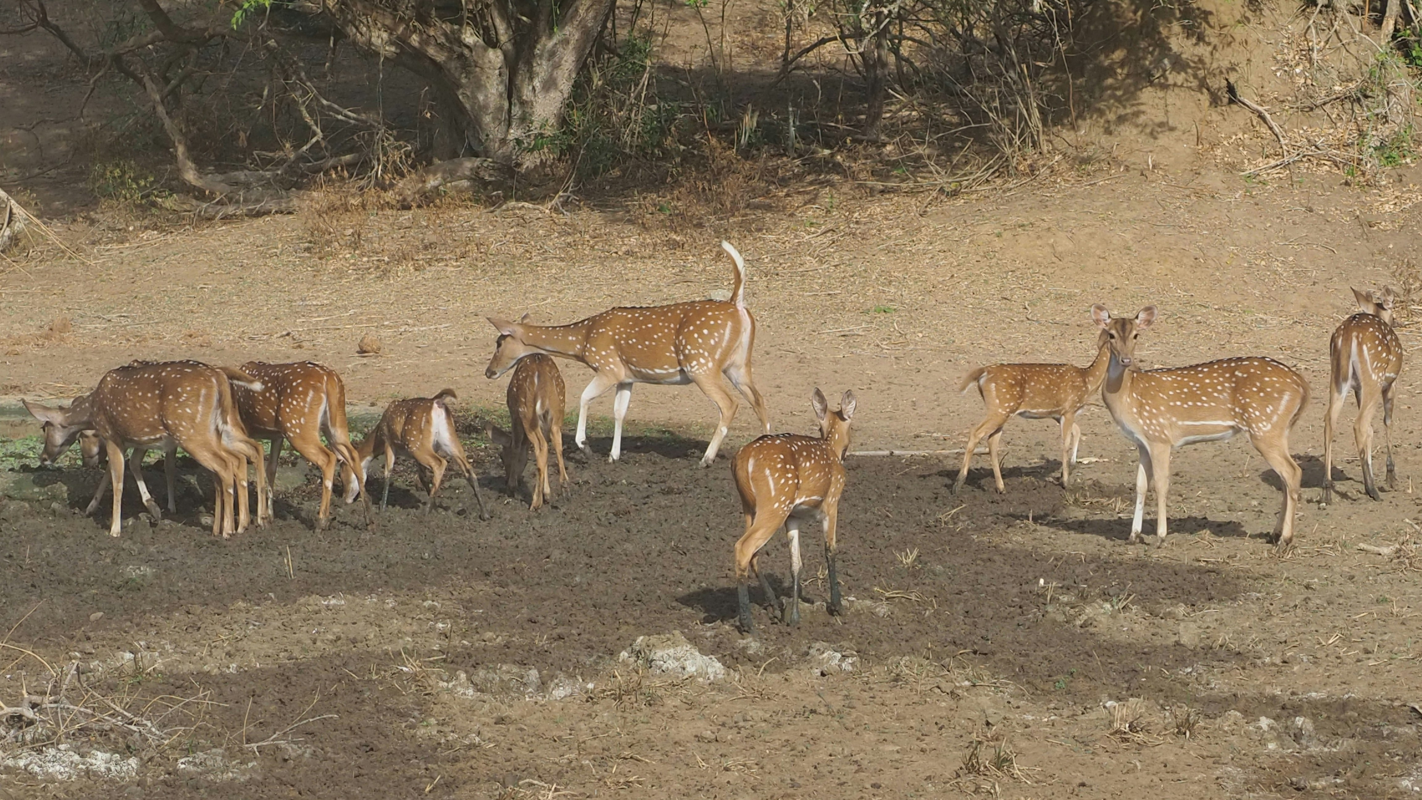Herd of Spotted Fawns Pausing at Dusk