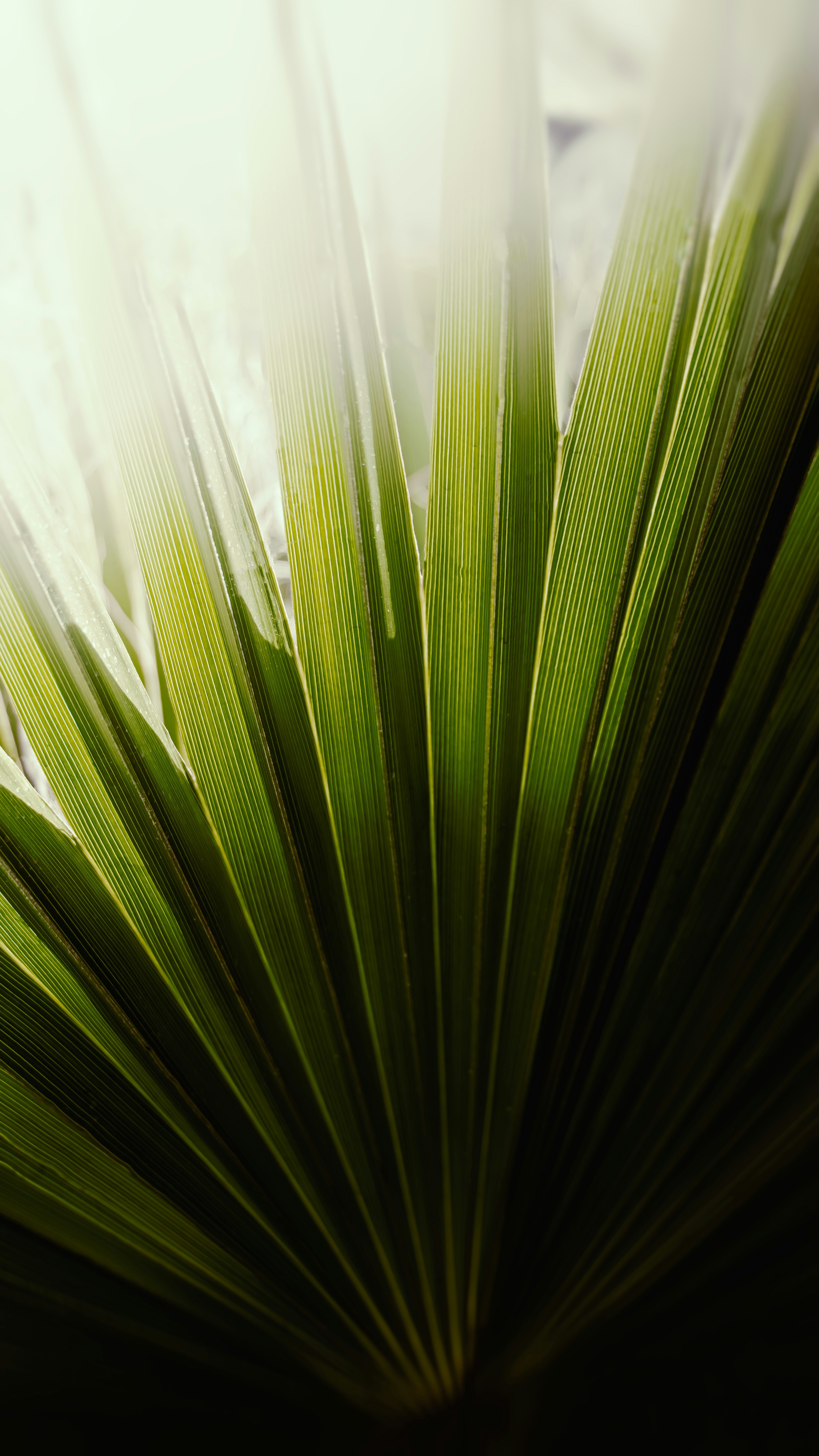 Verdant Radiance: Palm Fronds Splayed in Quiet Dawn Light