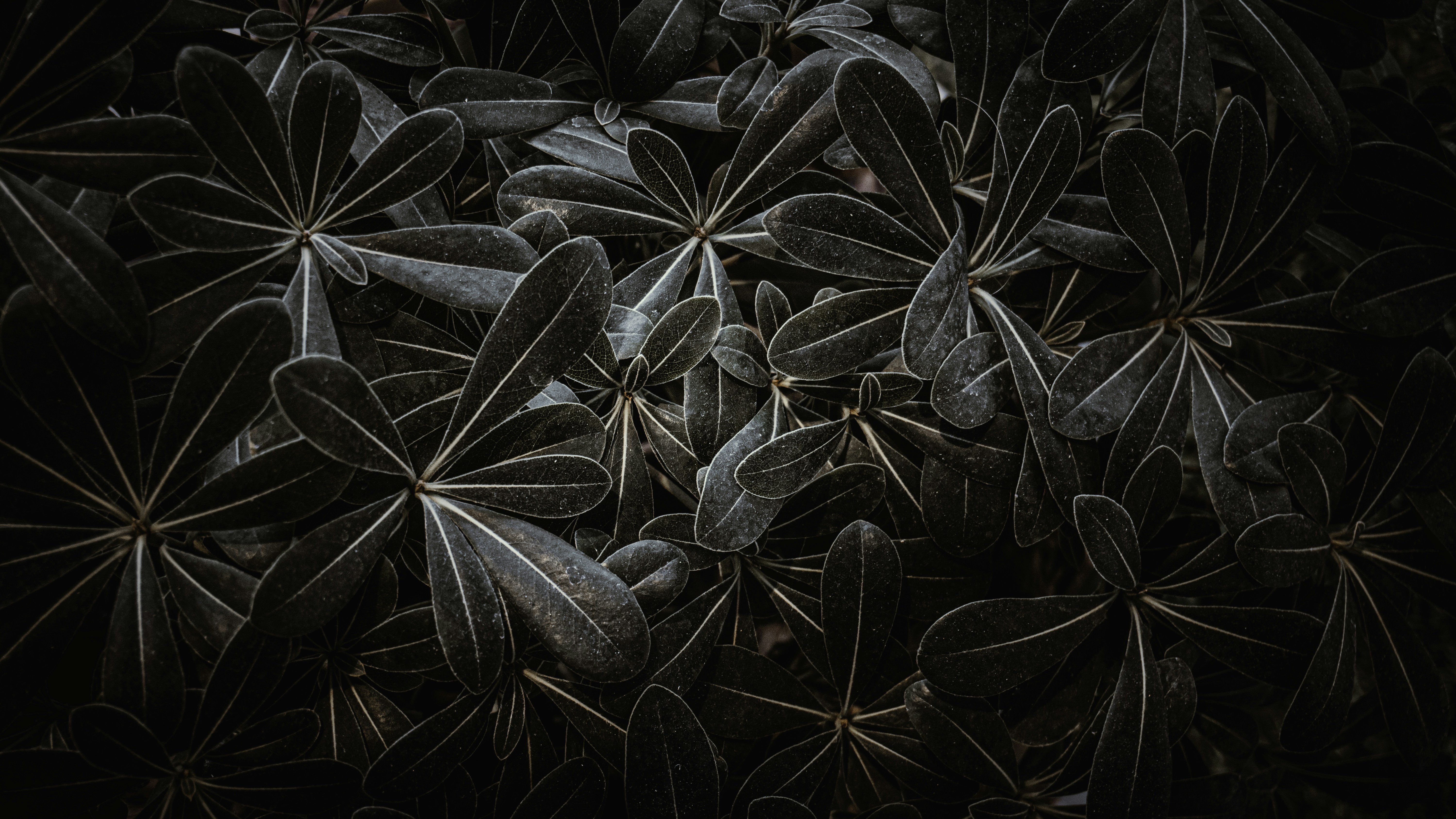 Dark green leaves with prominent light veins arranged in a dense radial pattern