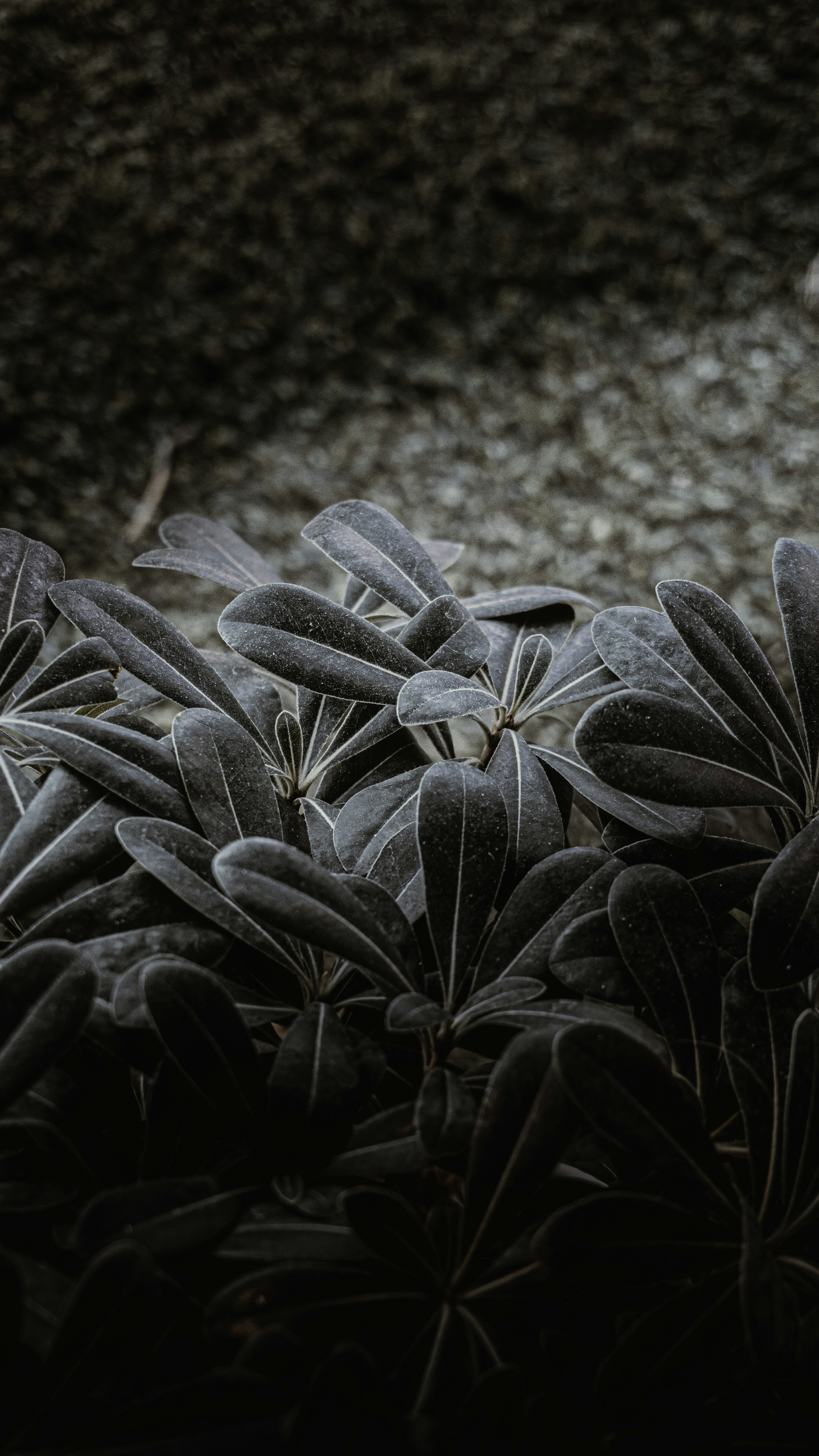 Moonlit Pines: Velvet Leaves in Shadowed Garden