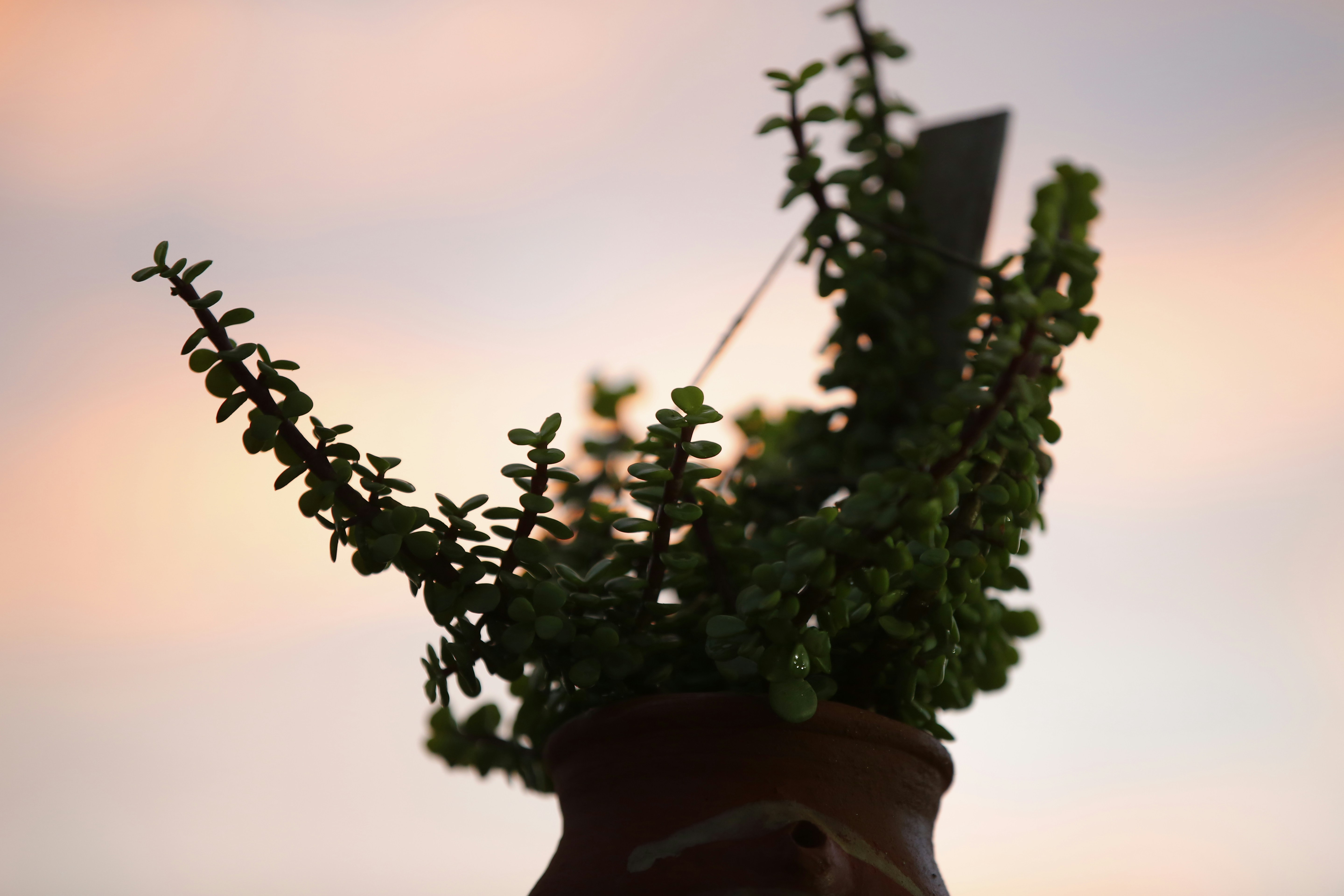 Succulent silhouette in sunset bloom