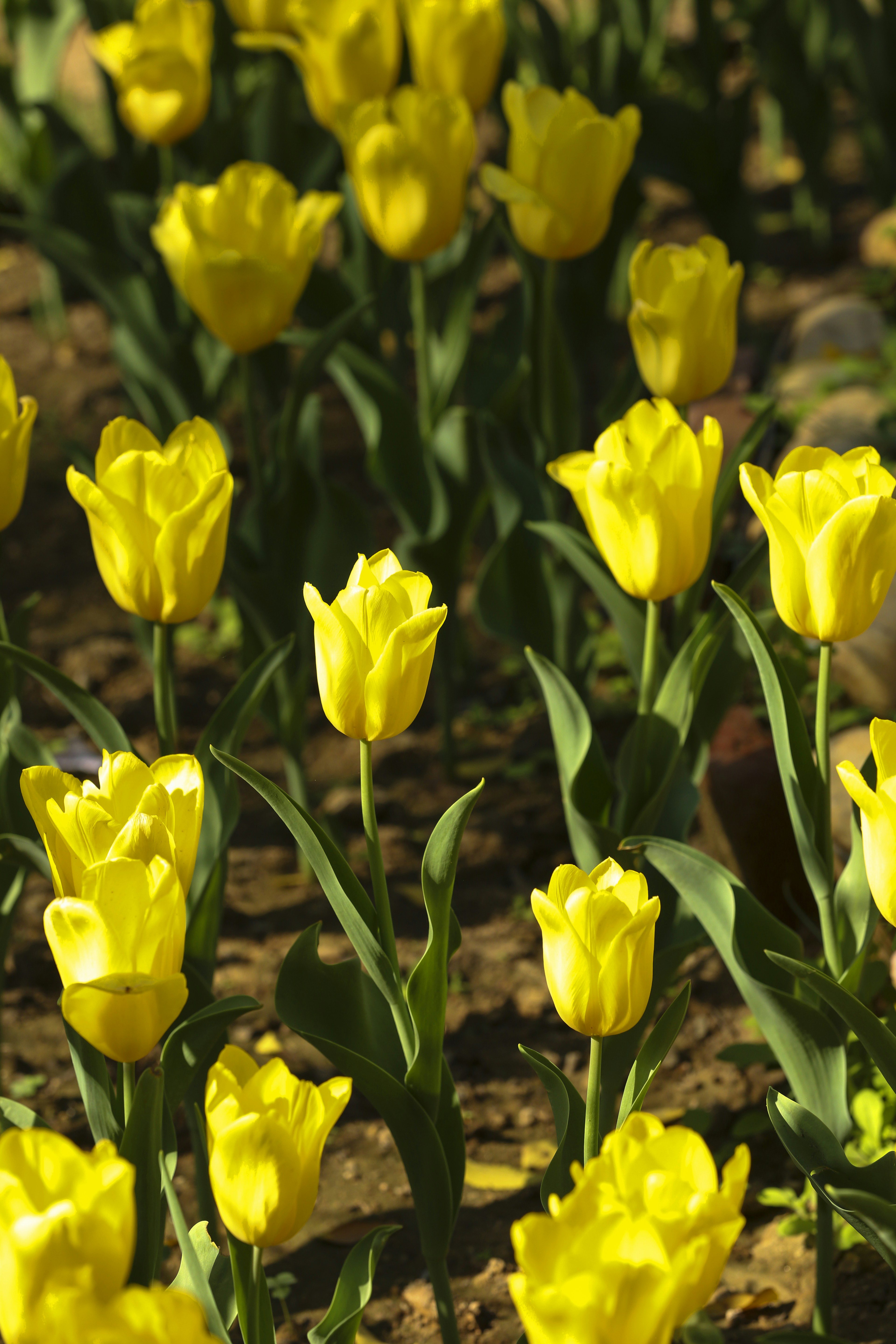 Sunlit Yellow Tulips Stand Guard in a Garden Patch
