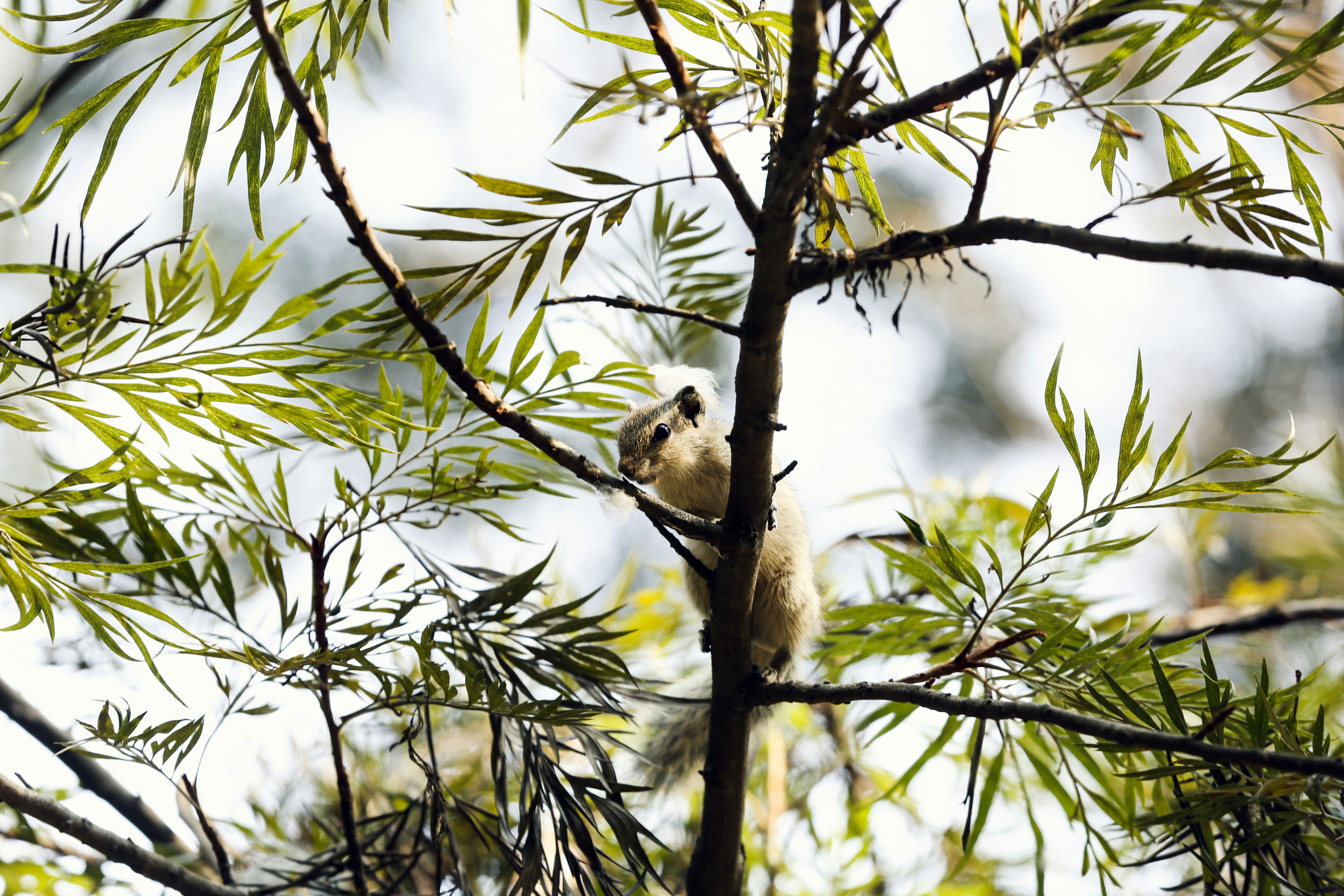 Whiskered Squirrelly View: A Small Furred Wanderer Amid Feathery Greenery