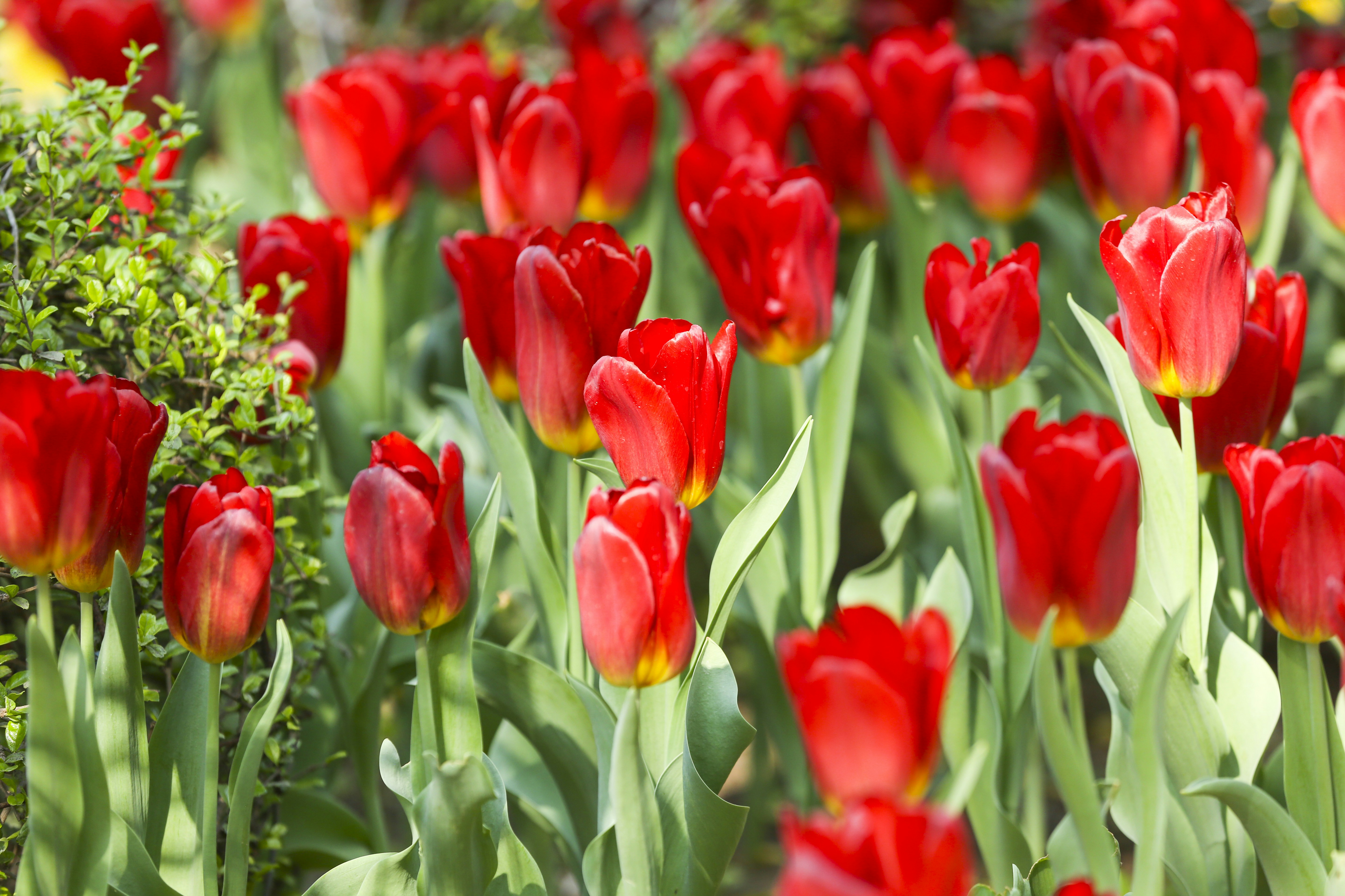 Crimson Tulips Break Through a Verdant Hedge