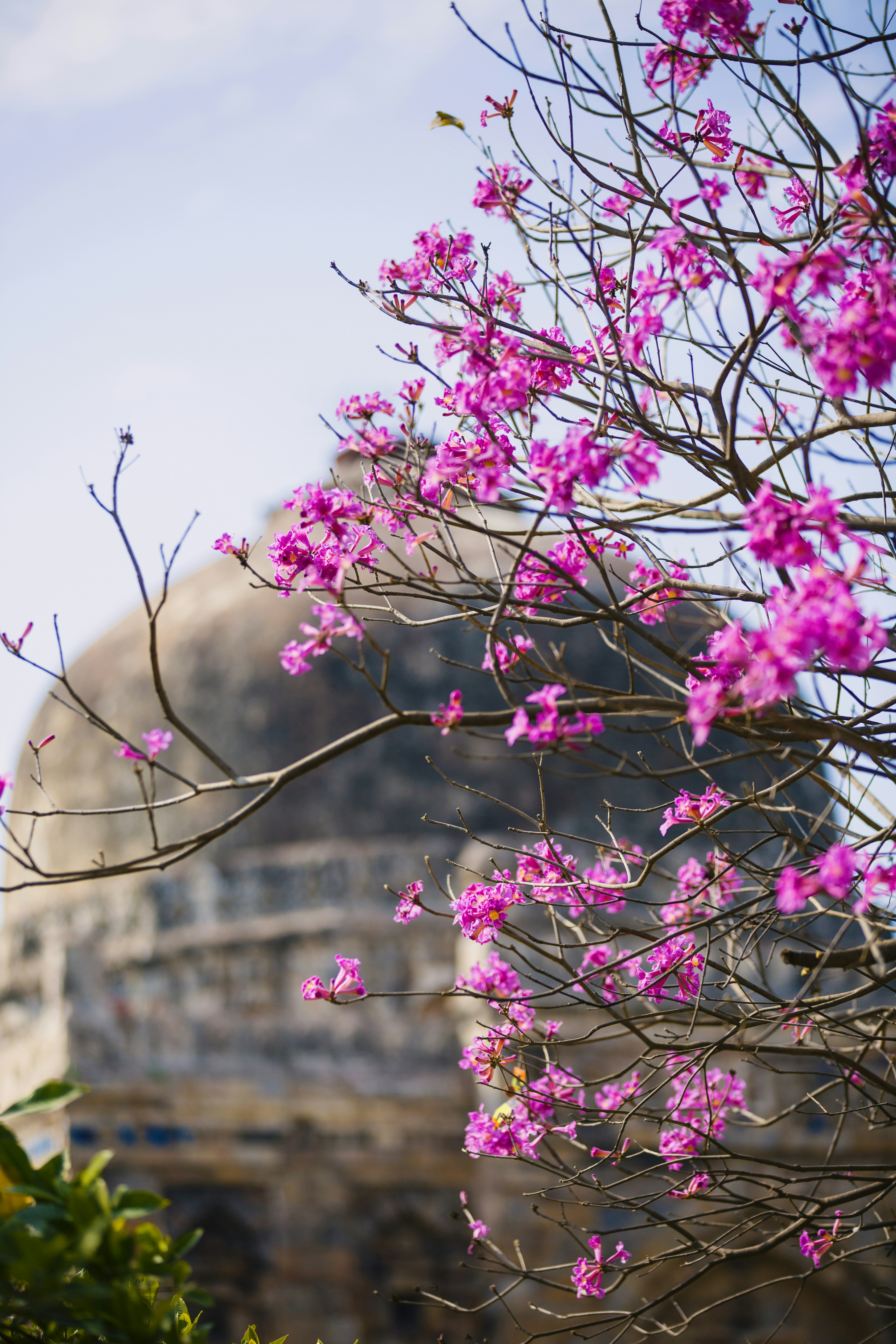Crimson Blooms Against a Hazy Cityline
