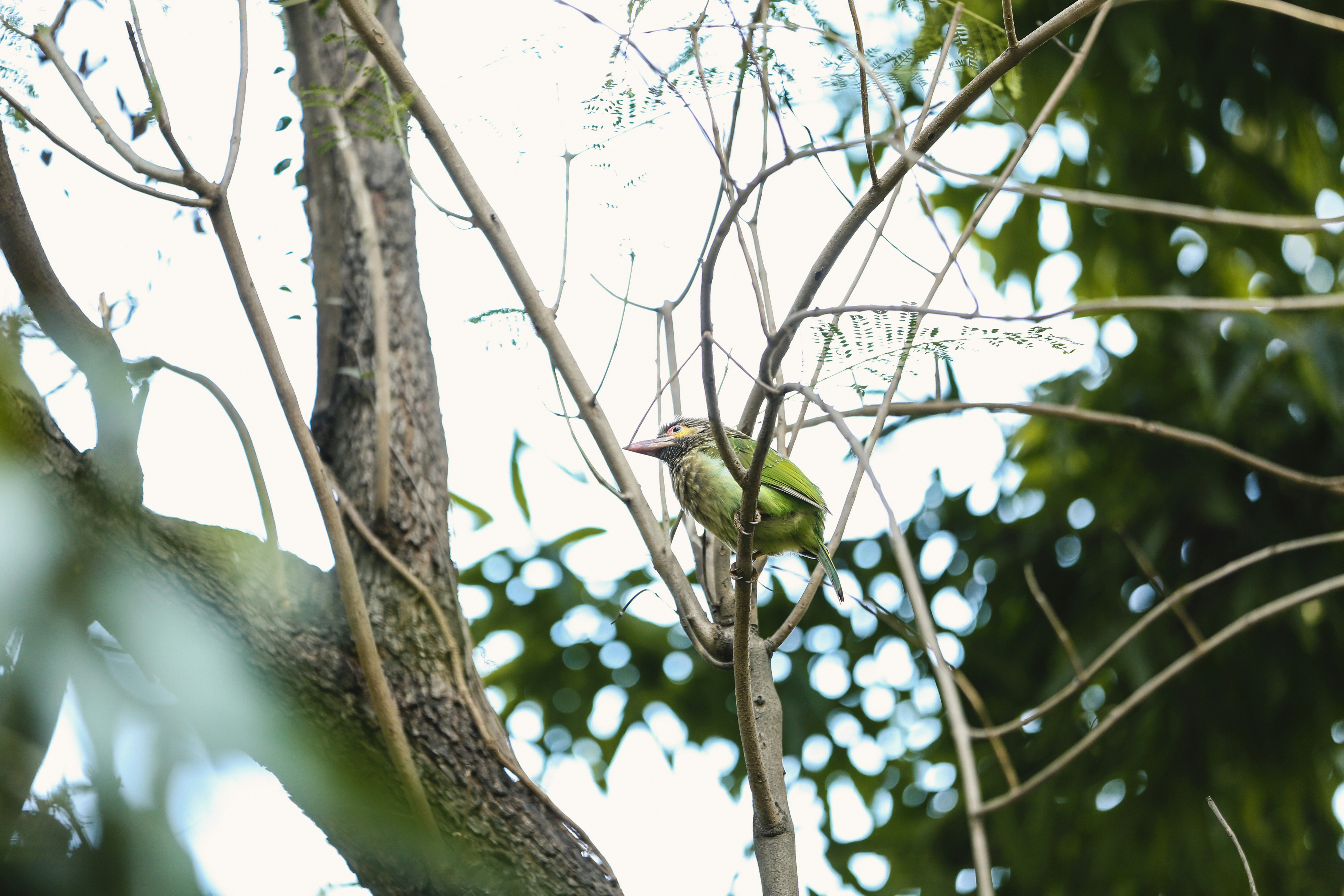 Green Warbler on a Silent Branch