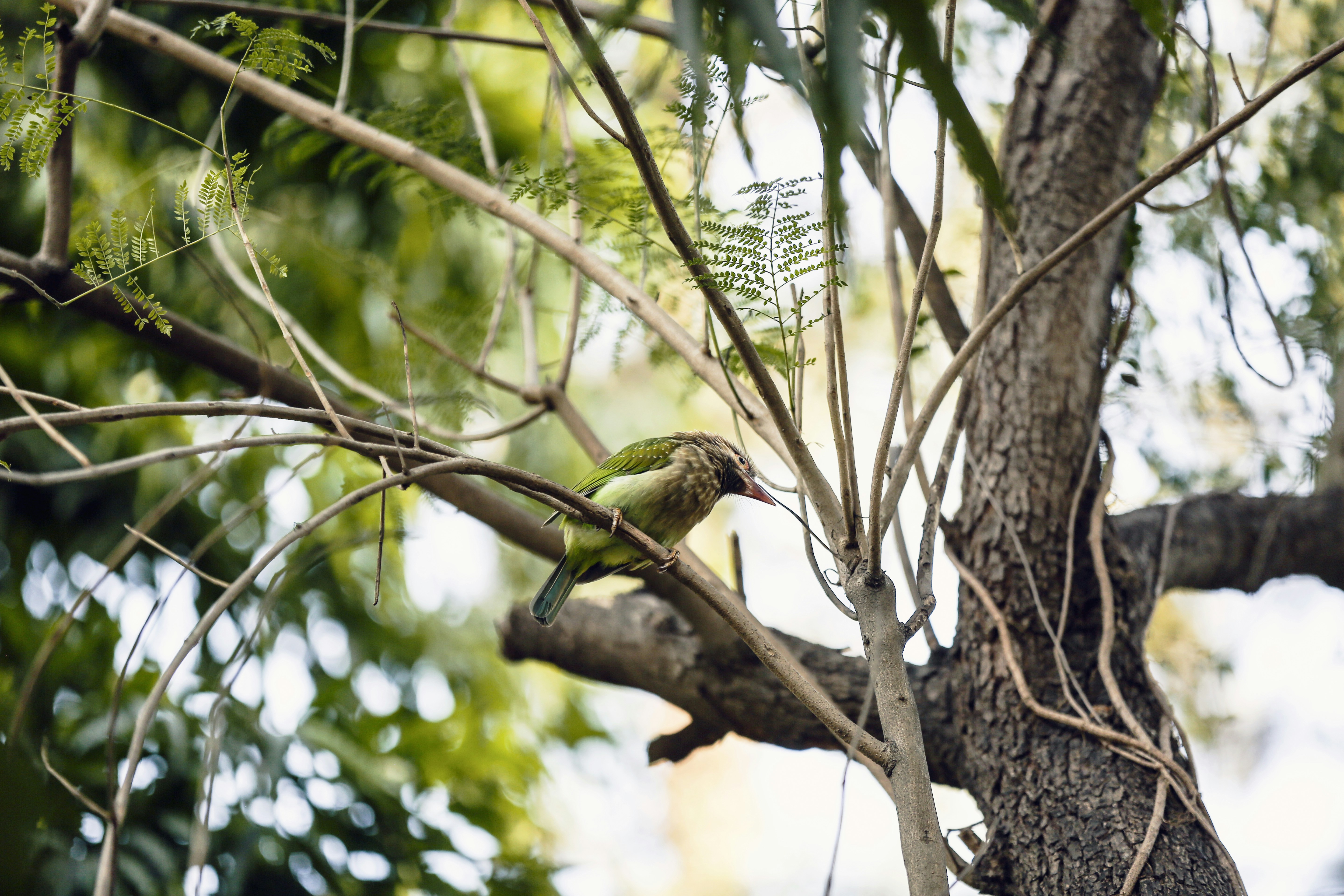 Hummingbird on a Gnarled Branch: a Quiet Moment in Dappled Light