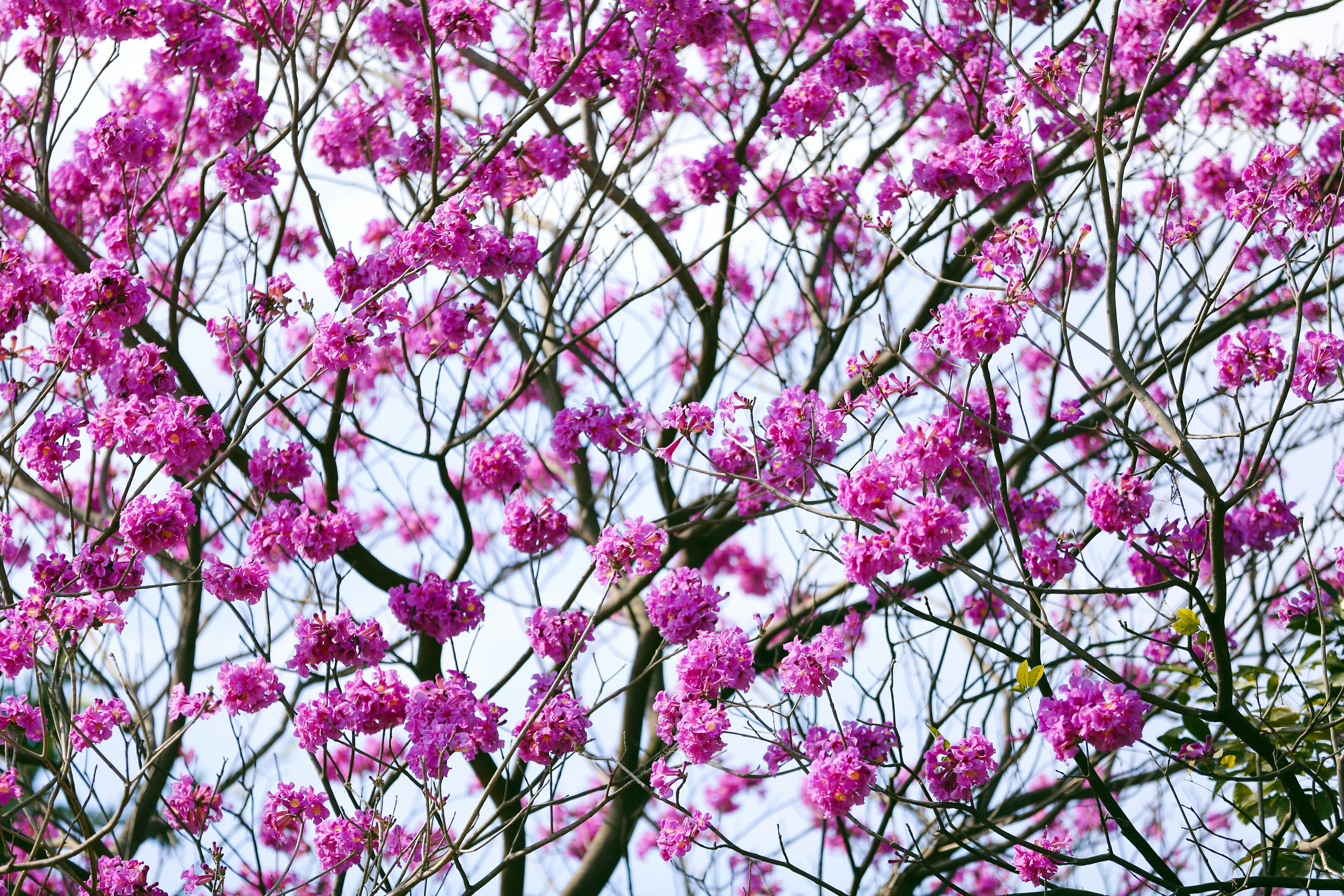 Blossom Network: Crimson Branches Against a Sky-veiled Mesh