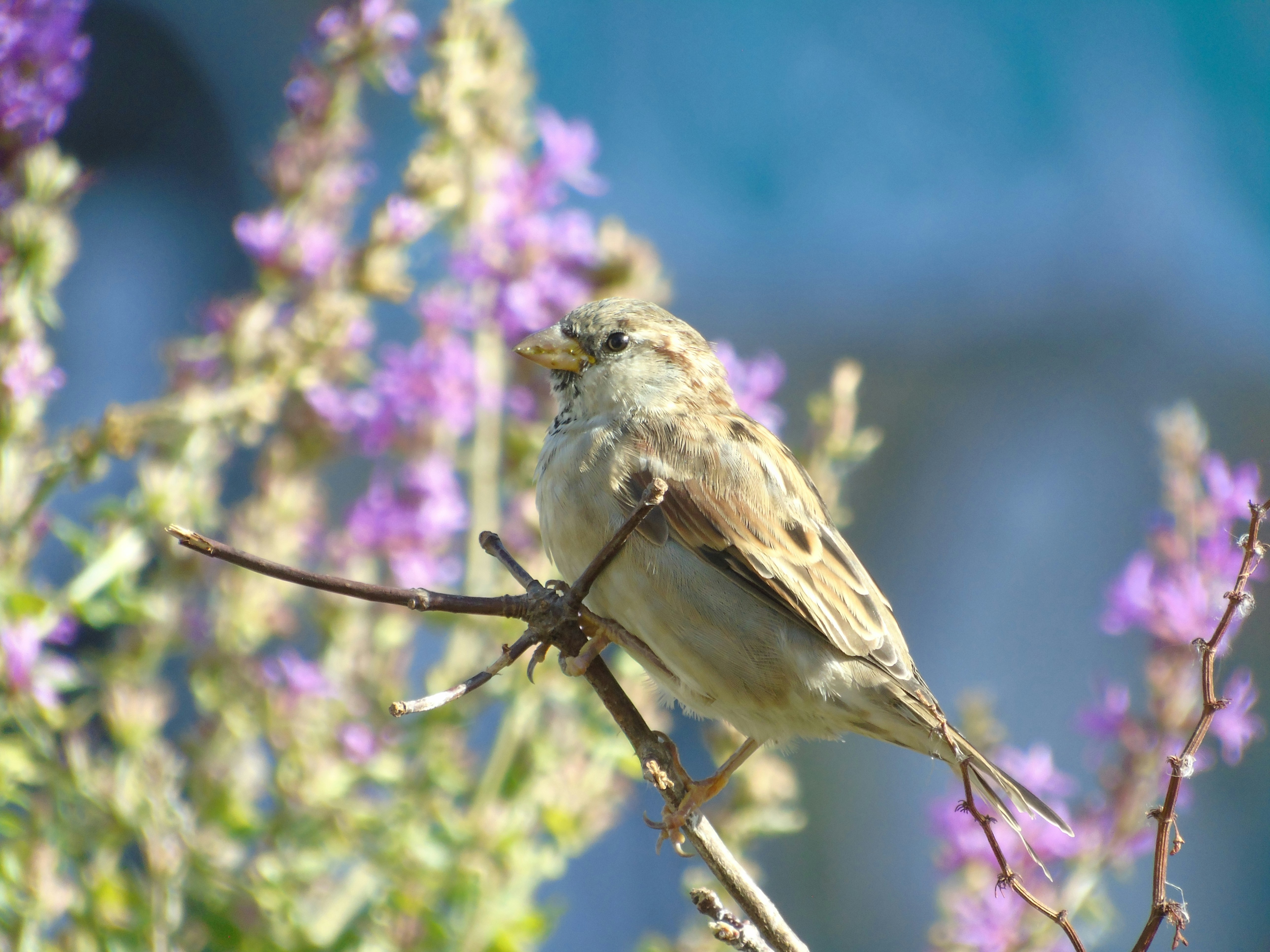 A Small Songbird Perched Amid Purple Blooms