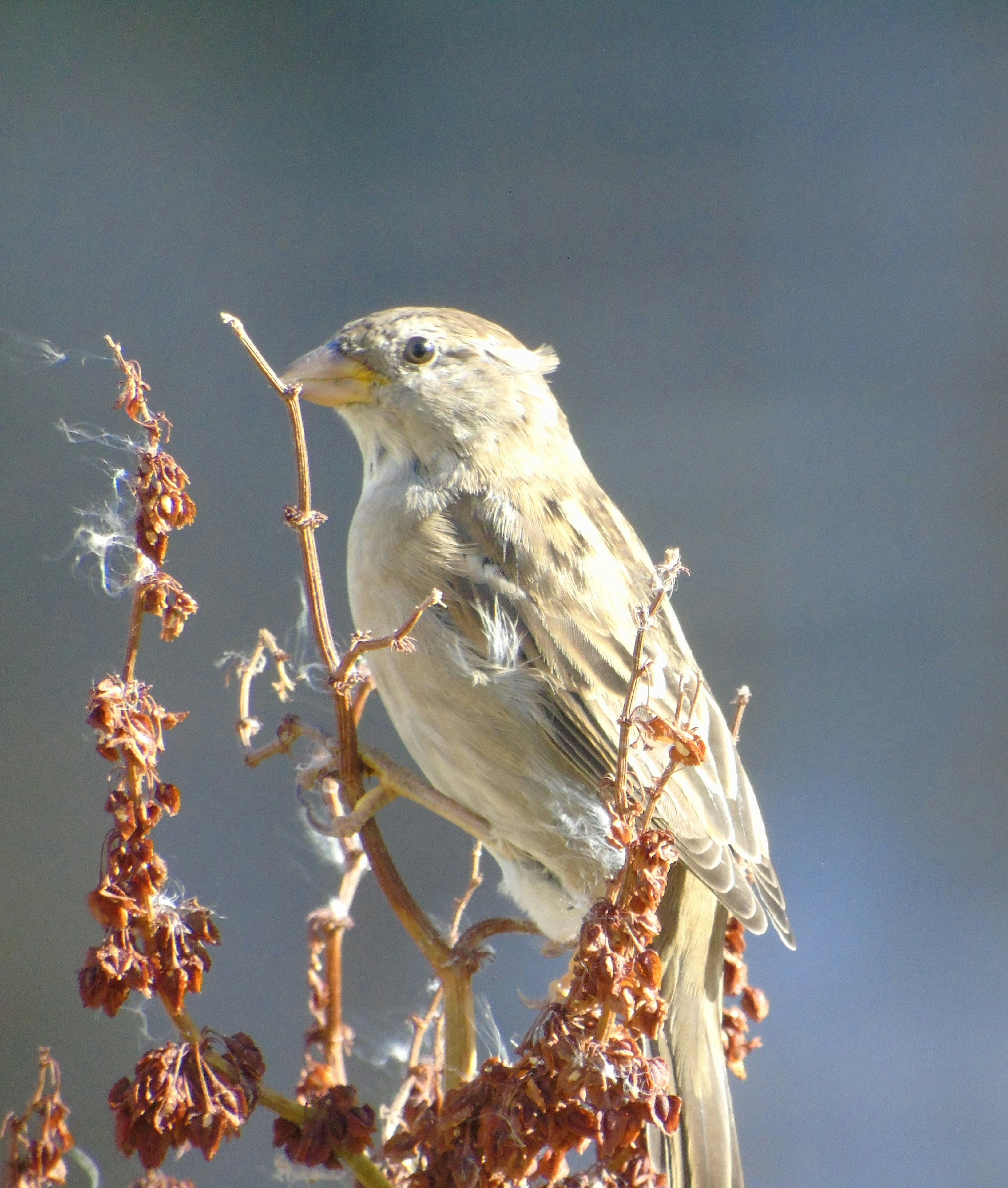 Petite Songbird Amid withered Sprigs in Soft Backdrop