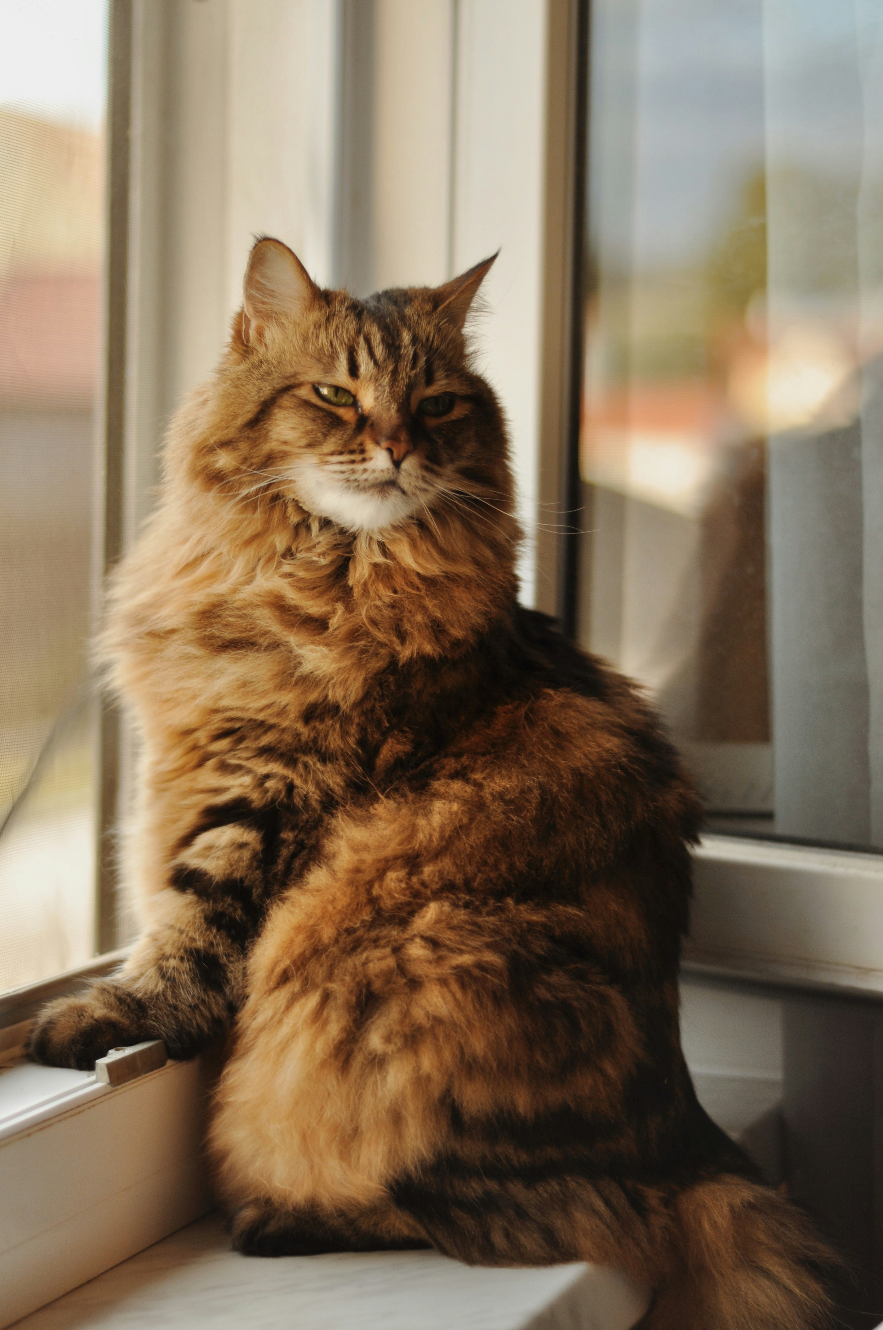 Sunlit Window King: A Fluffy Guardian Basking in Quiet Morning