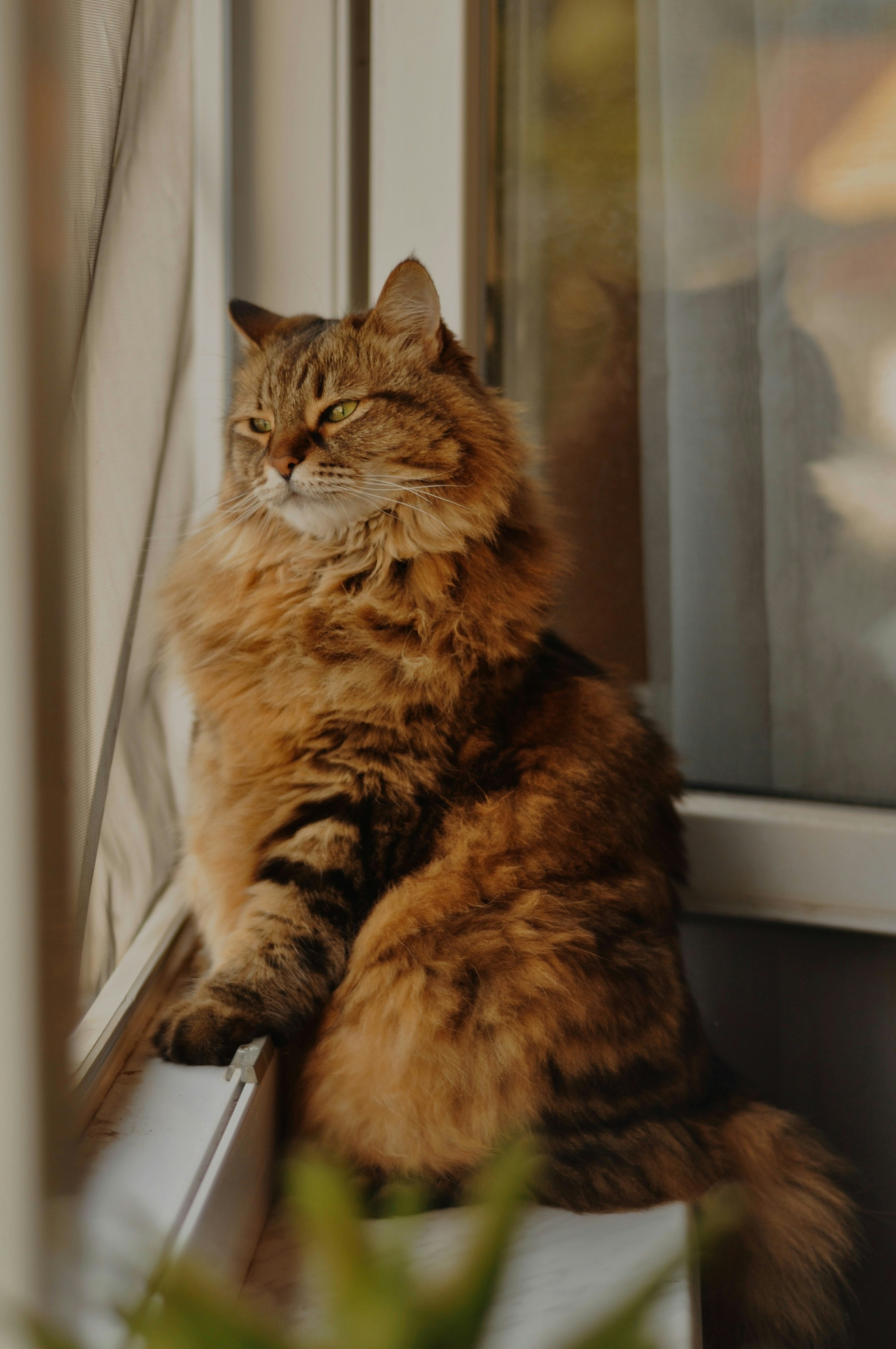 Sunlit windowsill monarch: a fluffy cat gazes toward the outside world