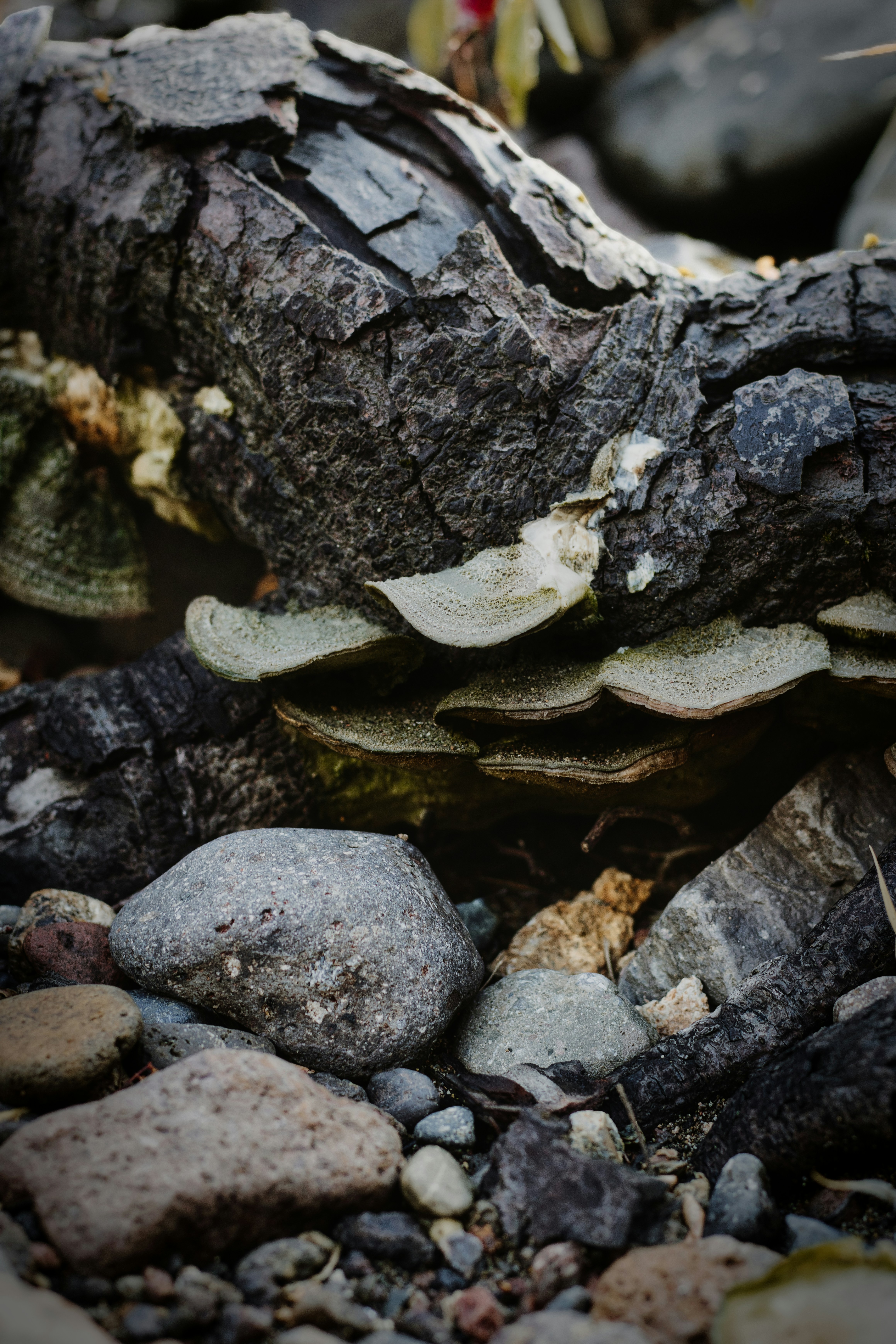 Close-up of a rugged bark surface with shelf fungi and smooth stones at the base, highlighting texture and natural pattern. A naturalist shot that emphasizes earthy tones and contrast.