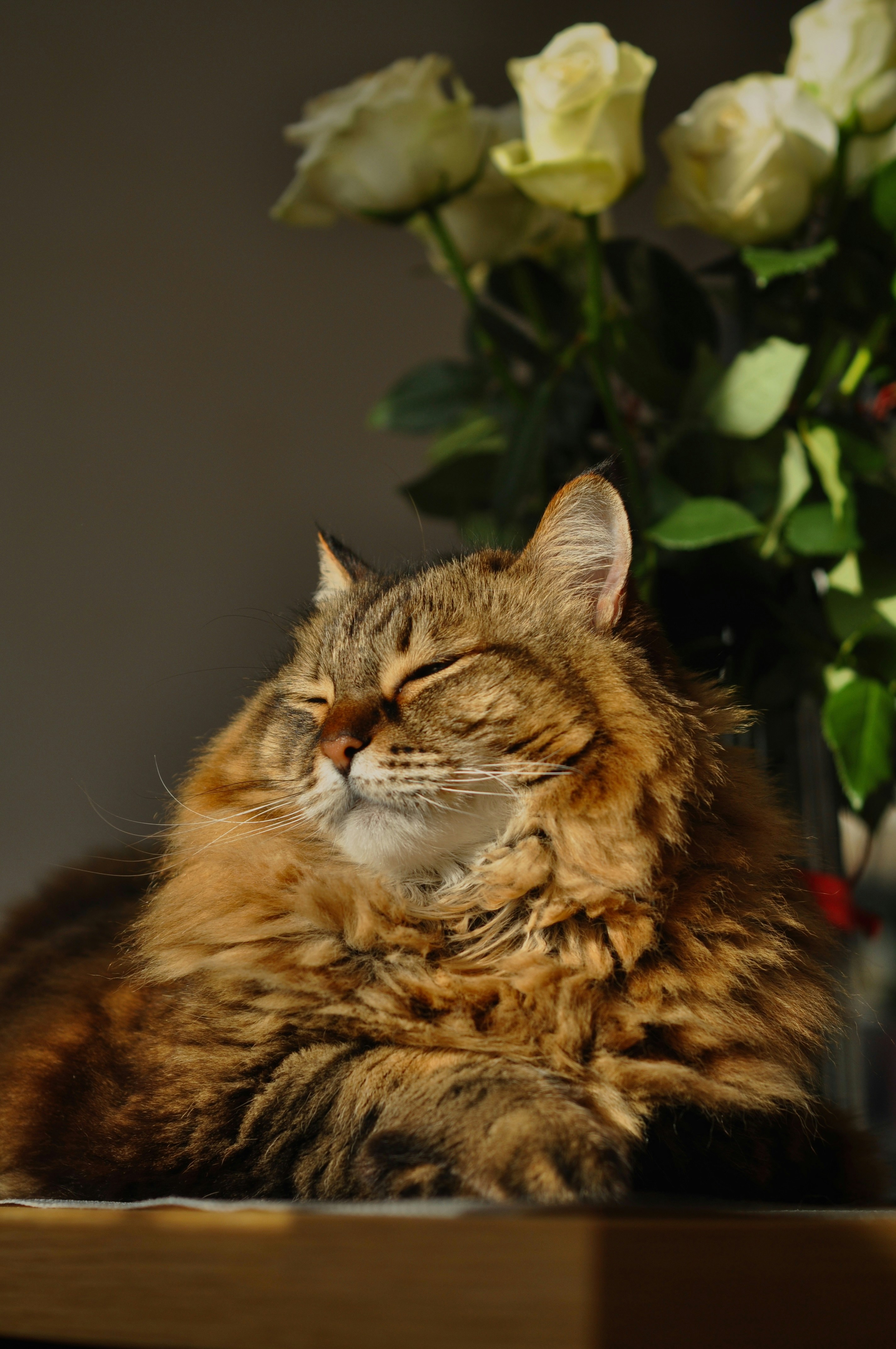 Cream and brown tabby cat lounges with eyes closed, resting on a wooden surface, white roses in the background. A calm still life with a domestic pet focus.