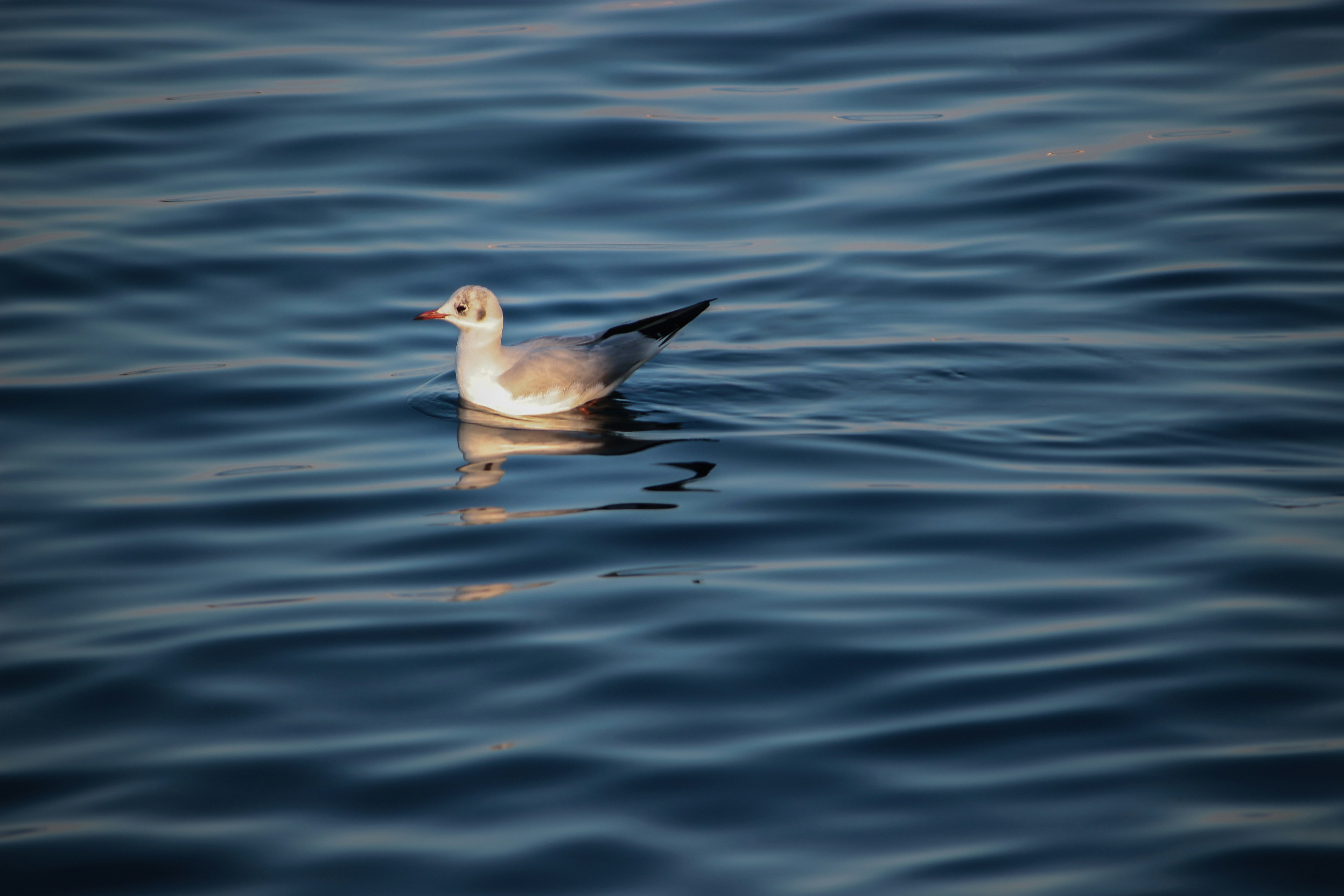 Drift on Indigo Waves: A Lone Seagull Glides Through Quiet Seas