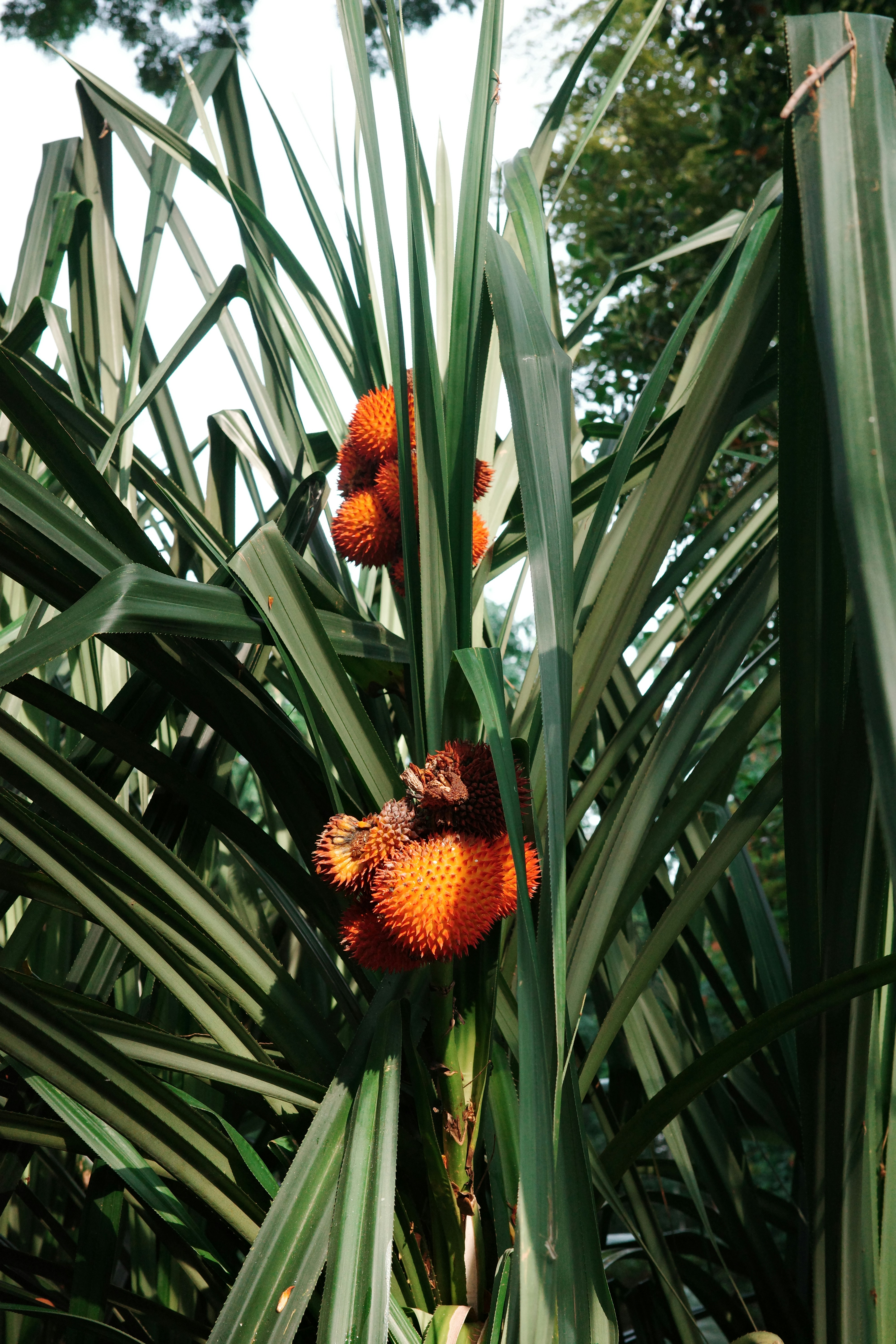 Orange Bloom Amid Spiky Green Fronds