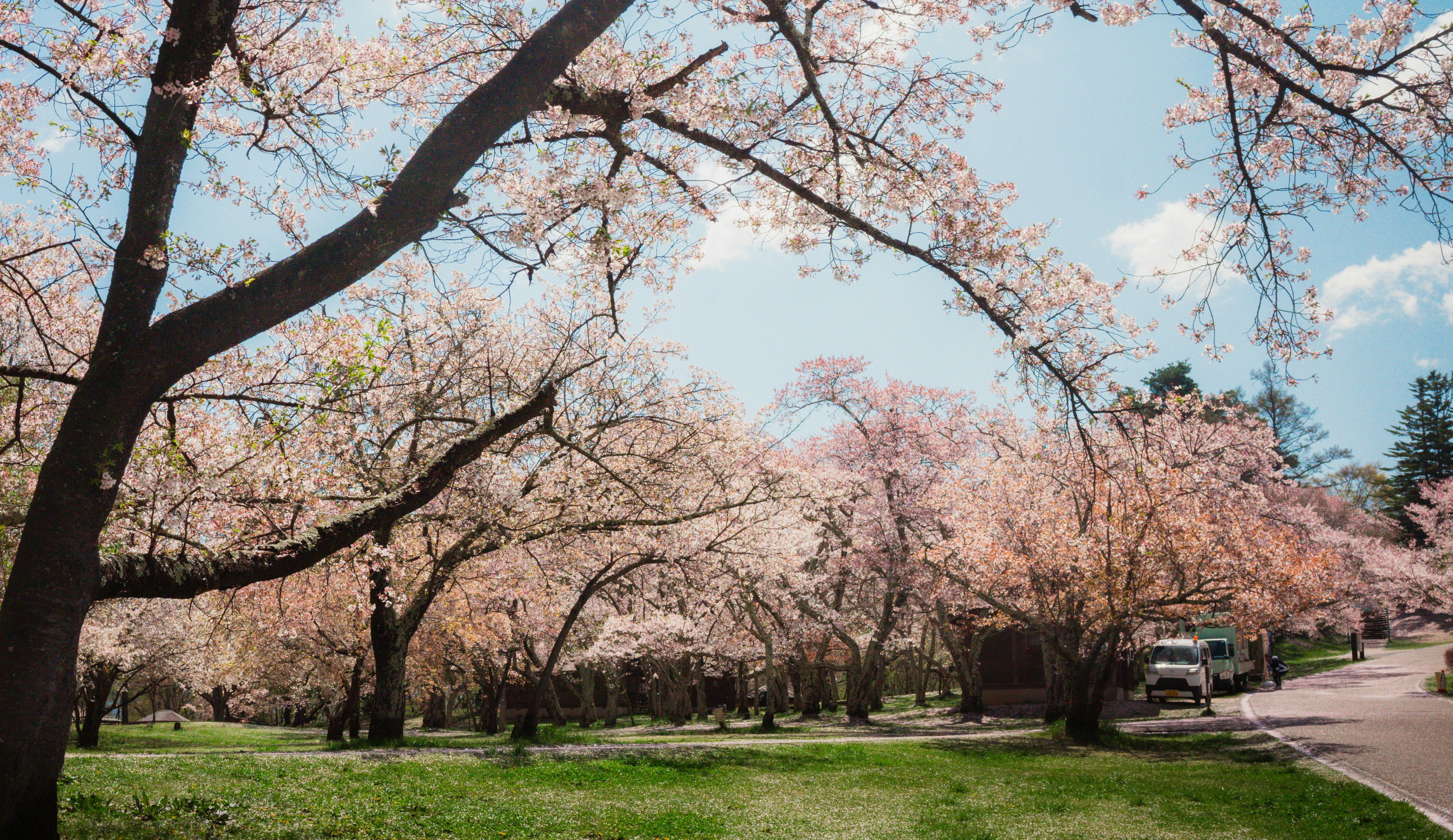 Cherry trees in full bloom line a sunlit park road with a distant vehicle and a grassy verge; a serene, outdoor scene emphasizing seasonal renewal. (Photo is a natural landscape.)