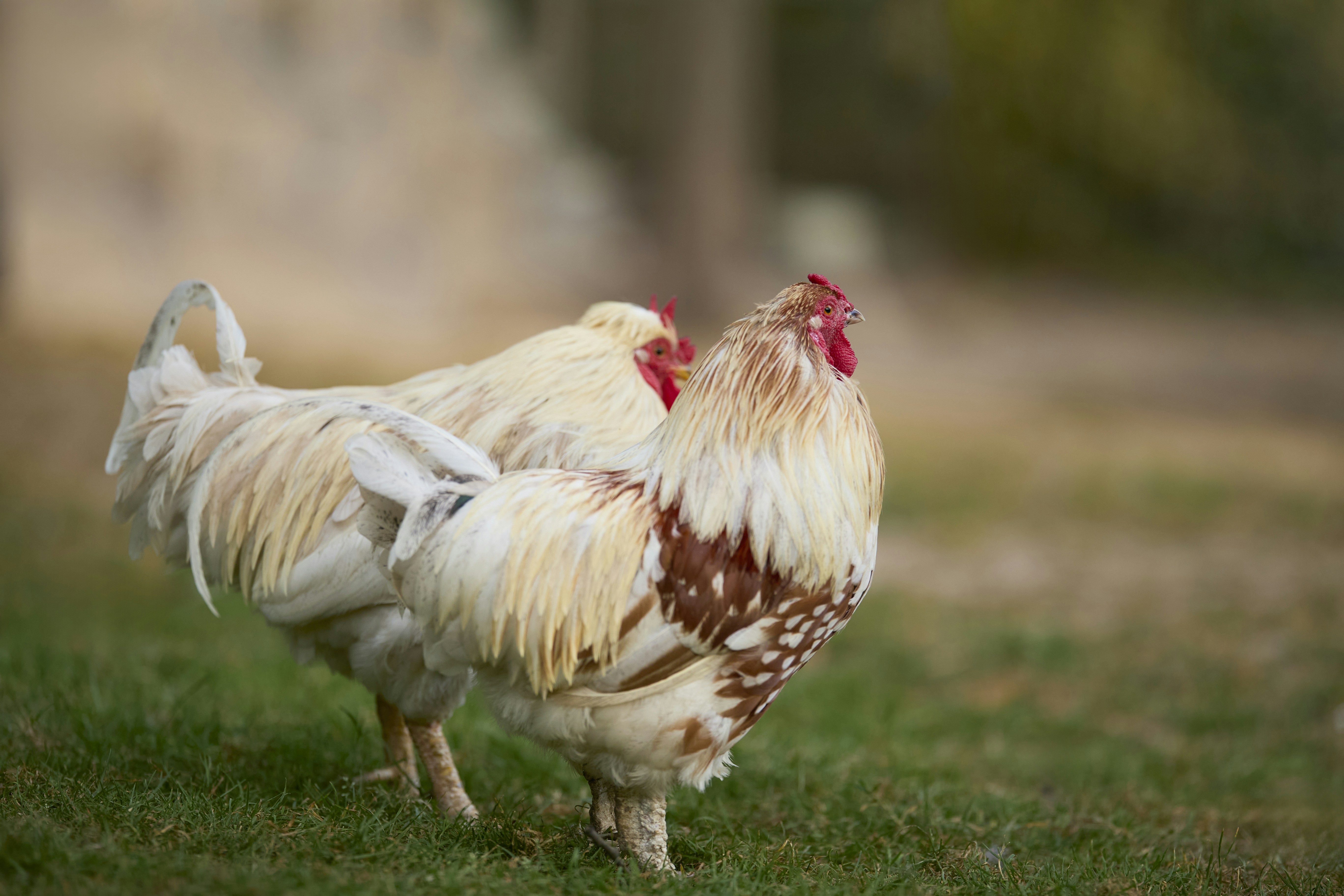 Two Roosters on the Move in Soft-Blurred Yard