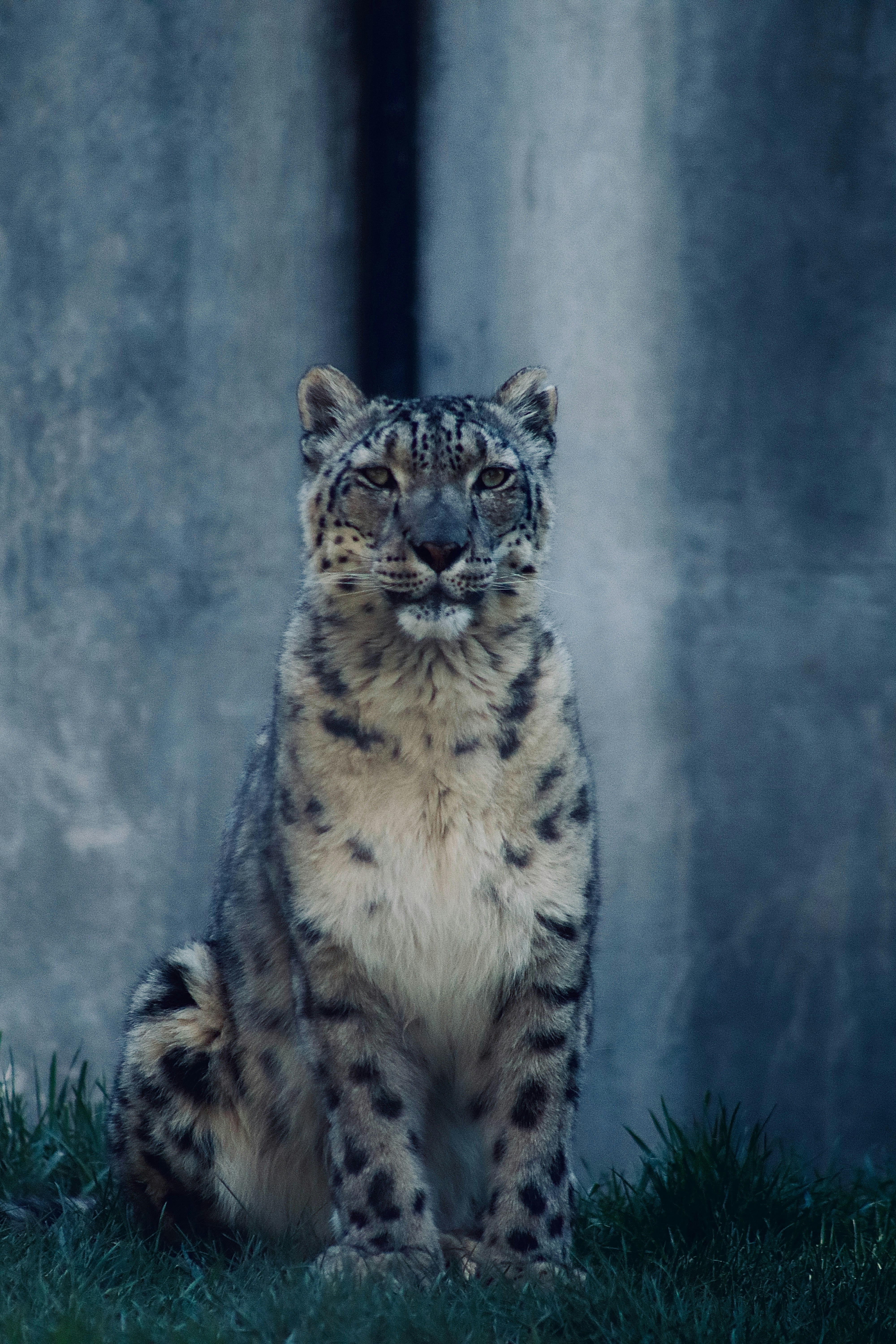 Lone Snow Leopardess in Shadowed Frame