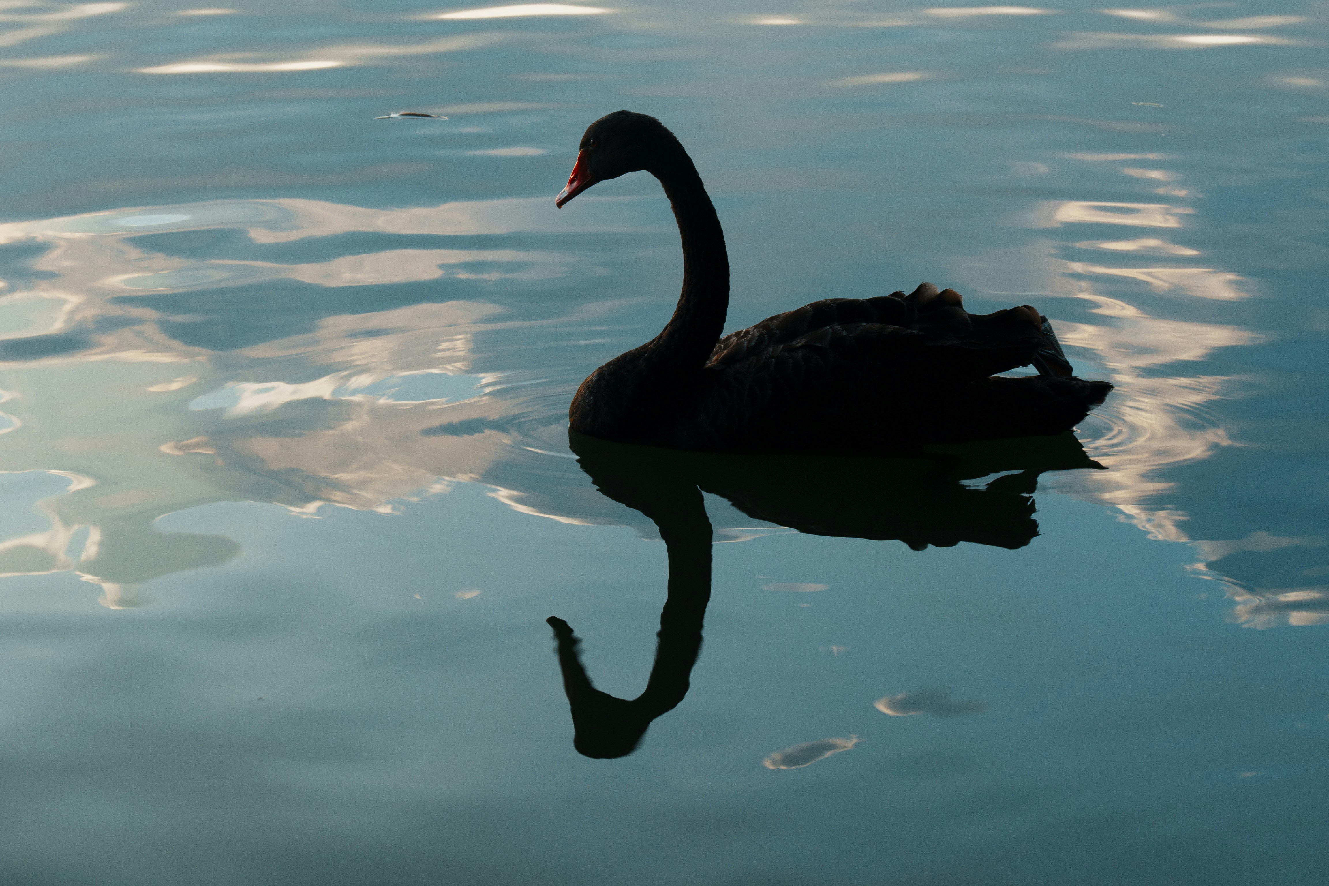 Solitary Swan and Its Mirror: A Quiet Moment on Glassy Water