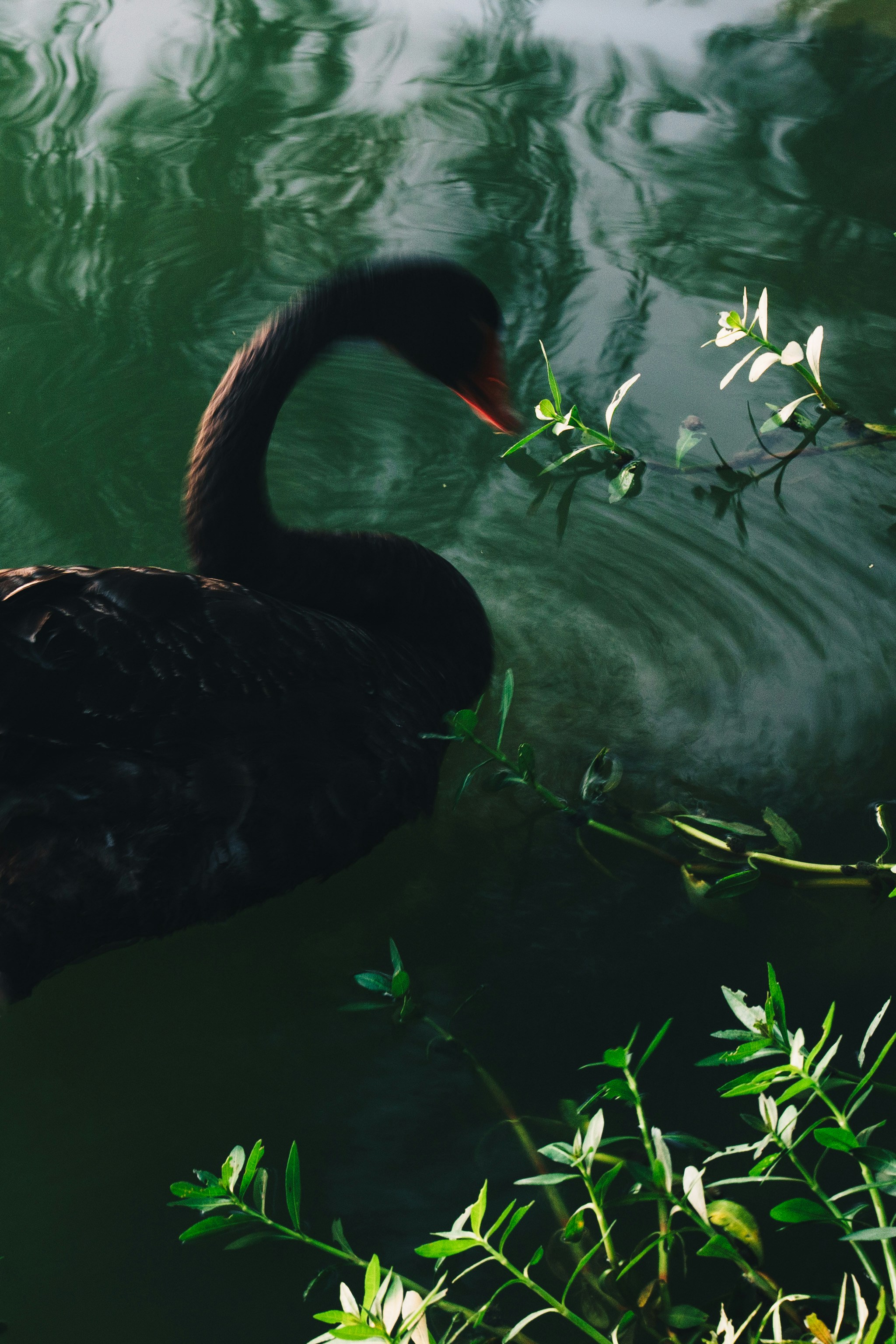 Midnight Swan Among Gossamer Green Reflections