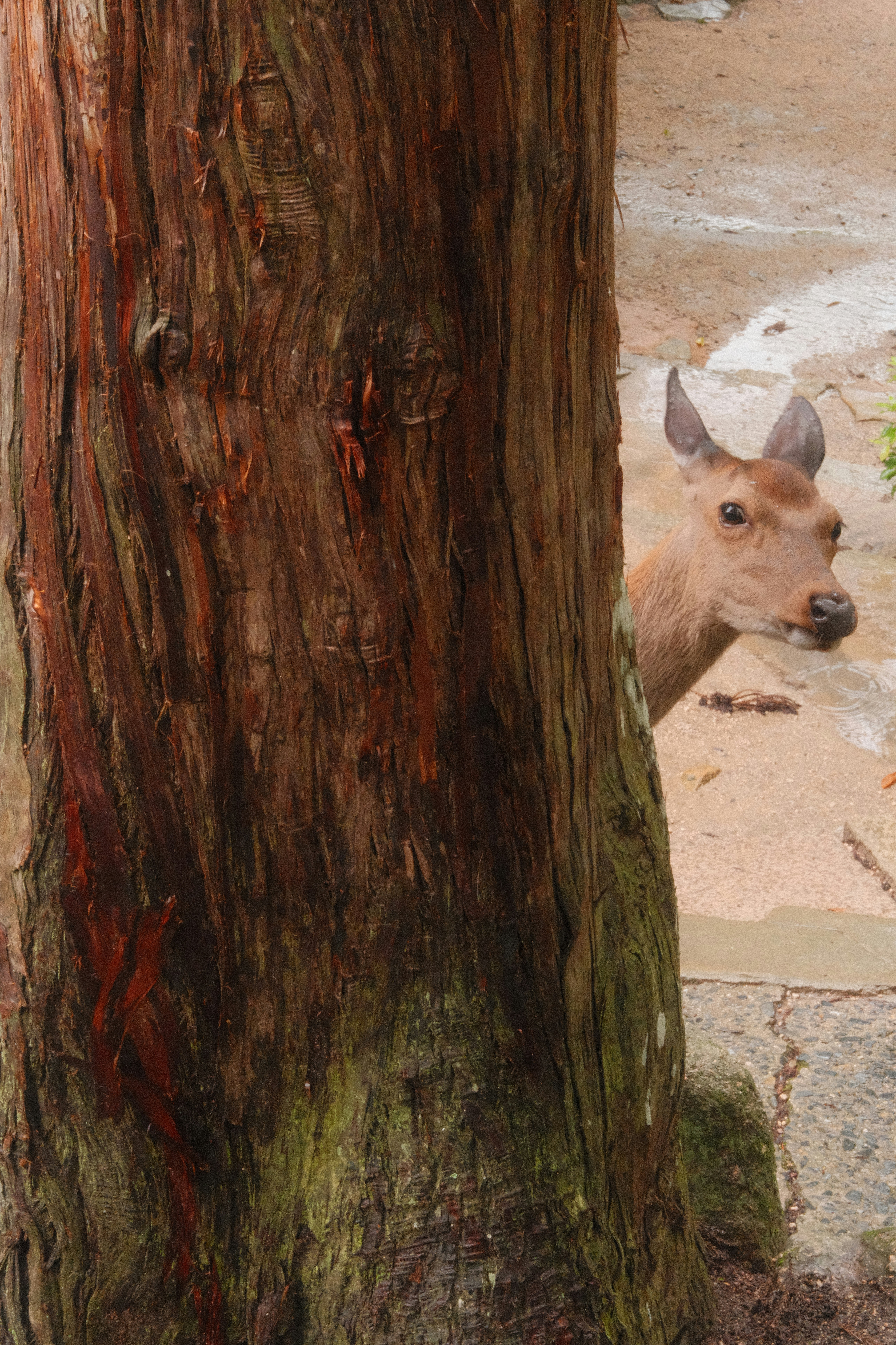 Peek of the Doe: A Curious Moment Behind the Ancient Trunk