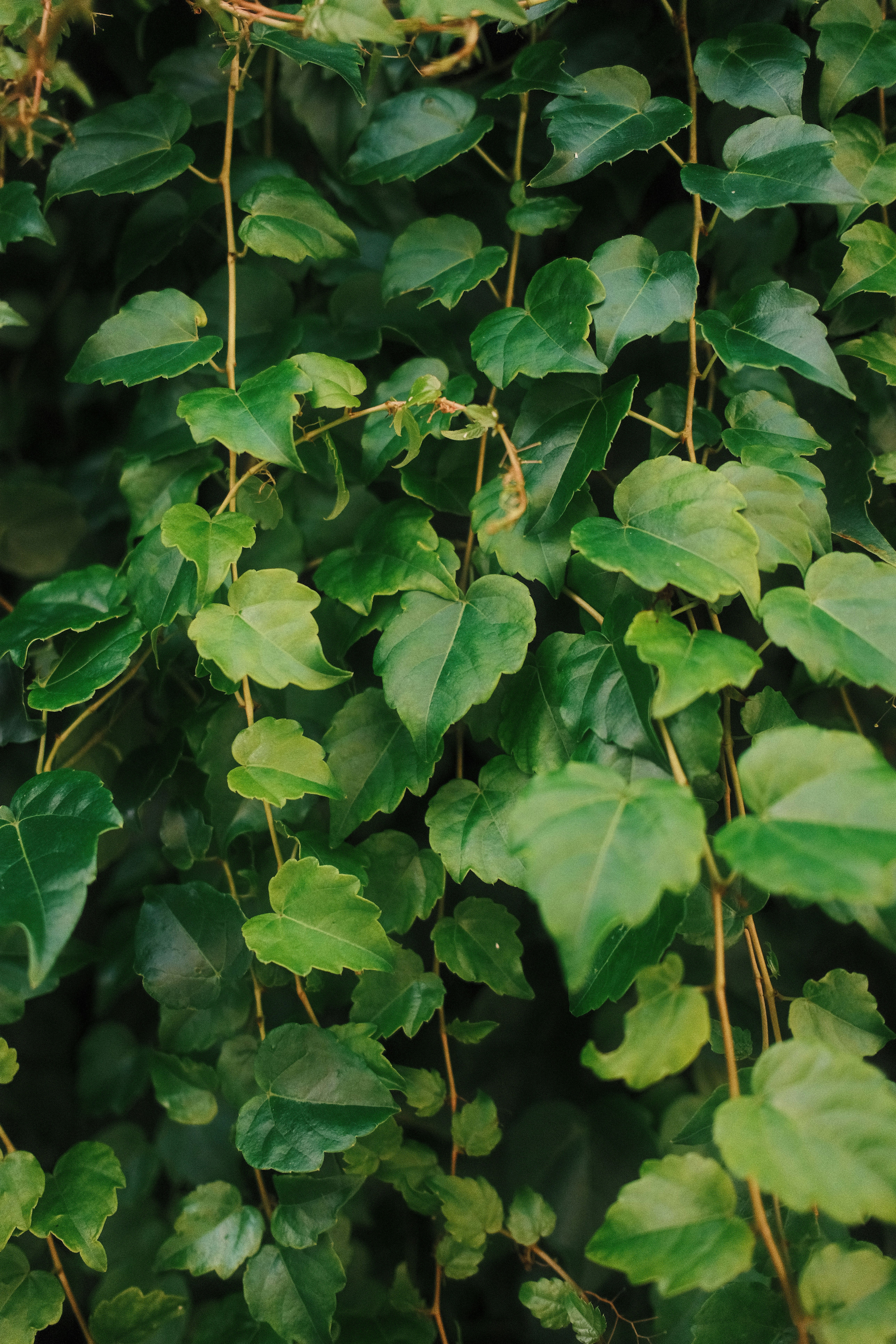 Vine Veil: A Tangle of Green Leaves and Rustic Vines
