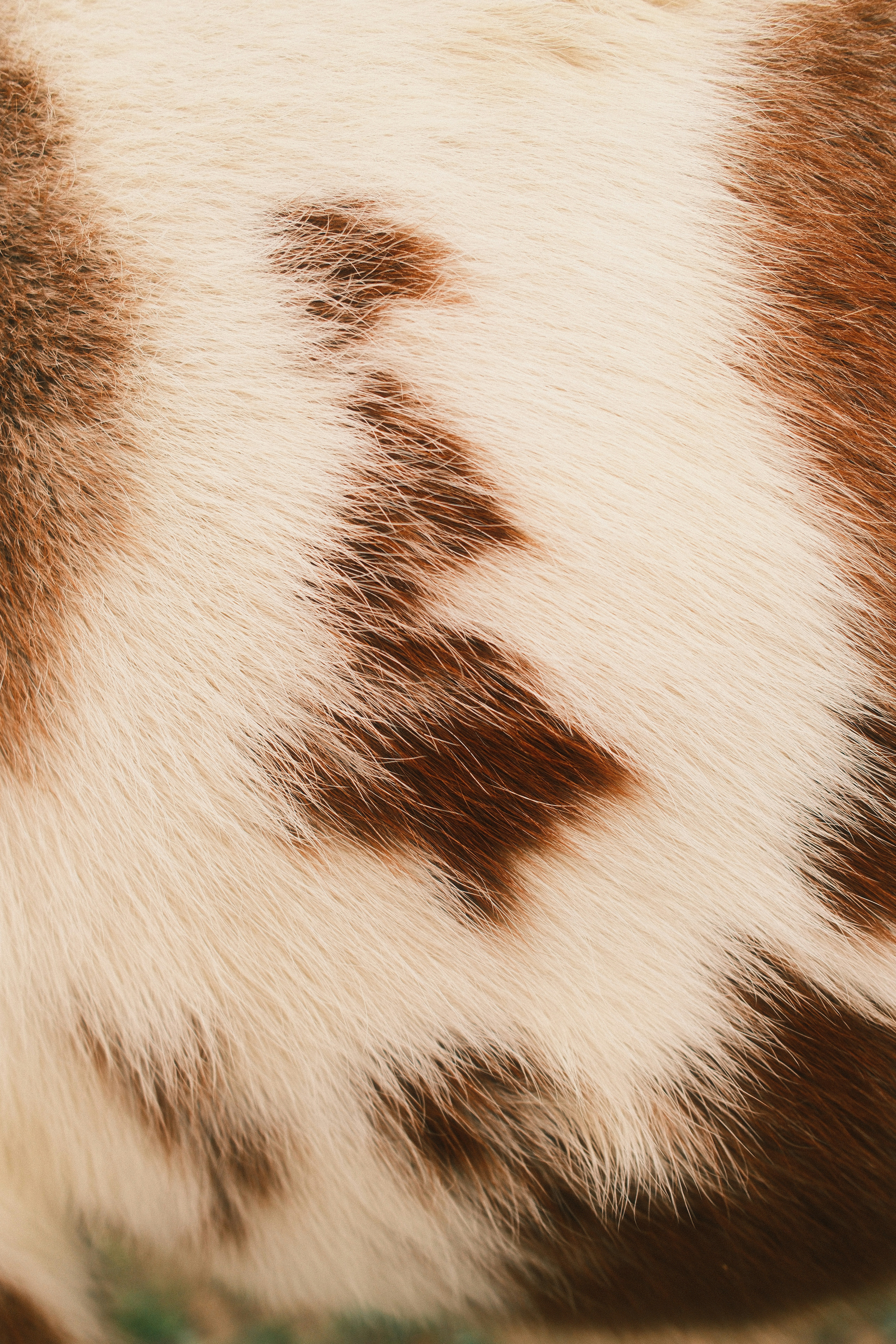 Patterned Breathing: Close-Up of Animal Fur with Dark Markings